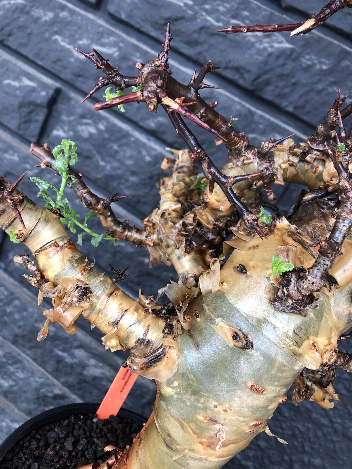 commiphora eminii《LL size》※現地球発根後店主国内管理6年株※極太幹を...