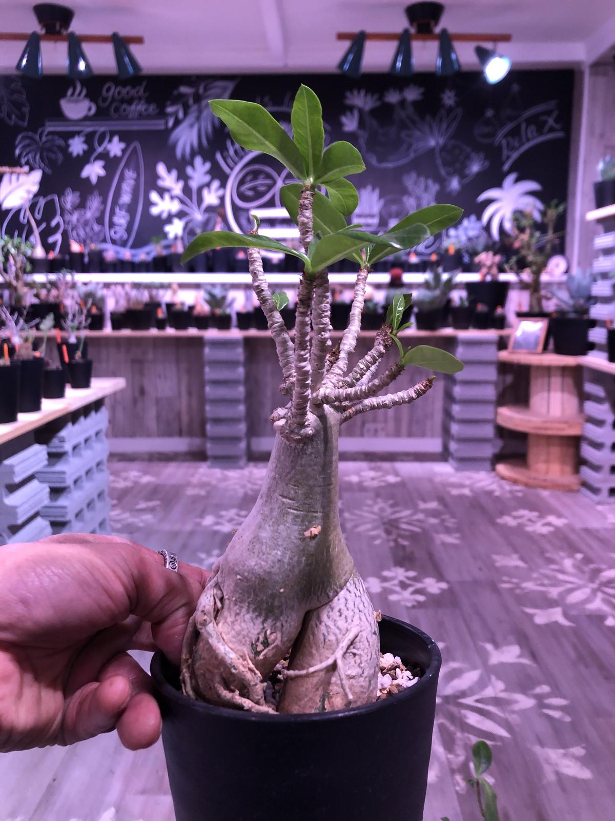 adenium socotranum 《M size》 | plants holic...