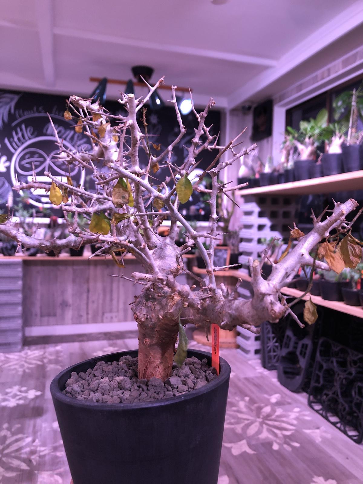 commiphora simplicifolia《 M size》発根済み株※silve...