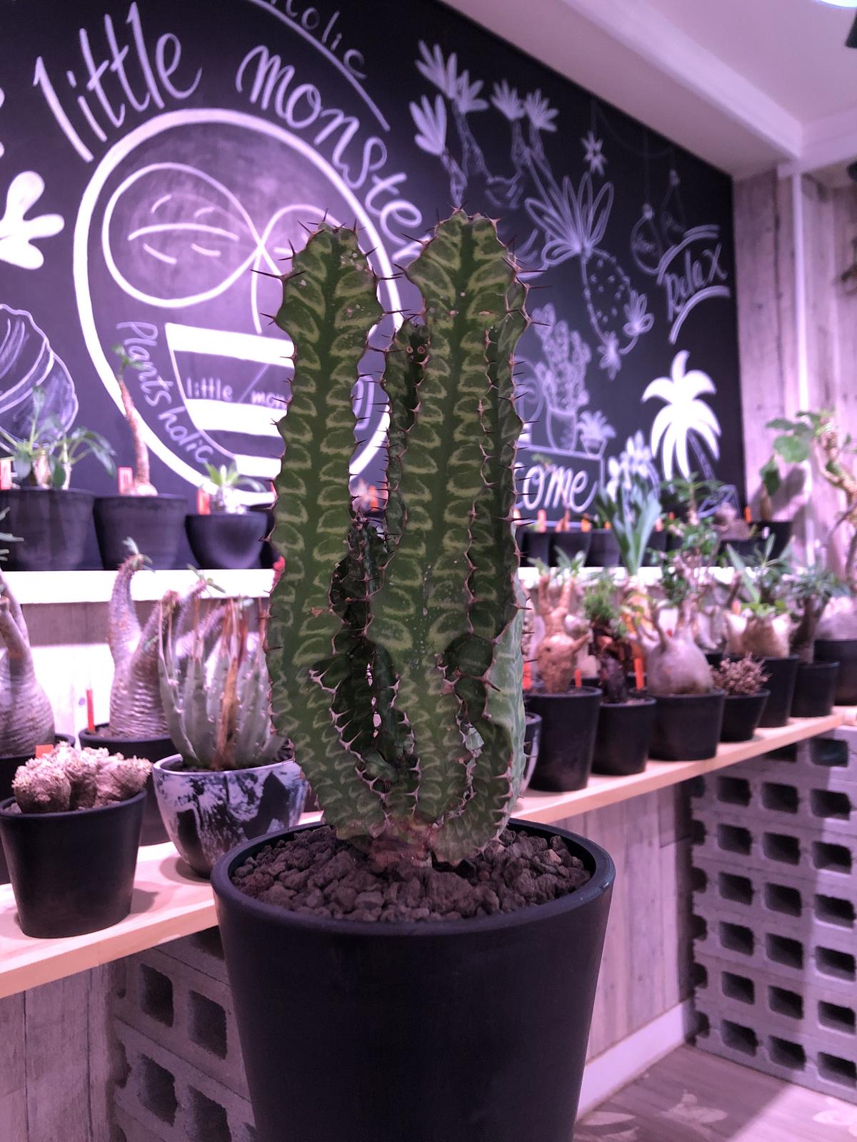 euphorbia enormis《M size》※大変カッコいい棘モノ塊根ユーフォルビア‼︎...