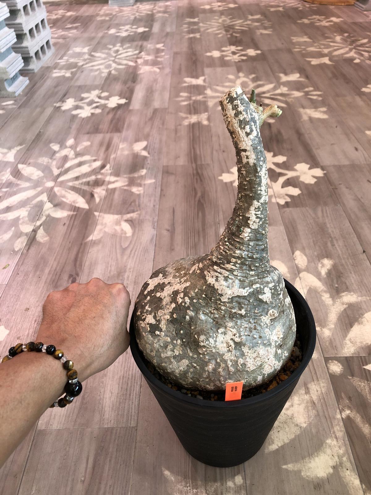 adenia stylosa《XL size》 | plants holic ...