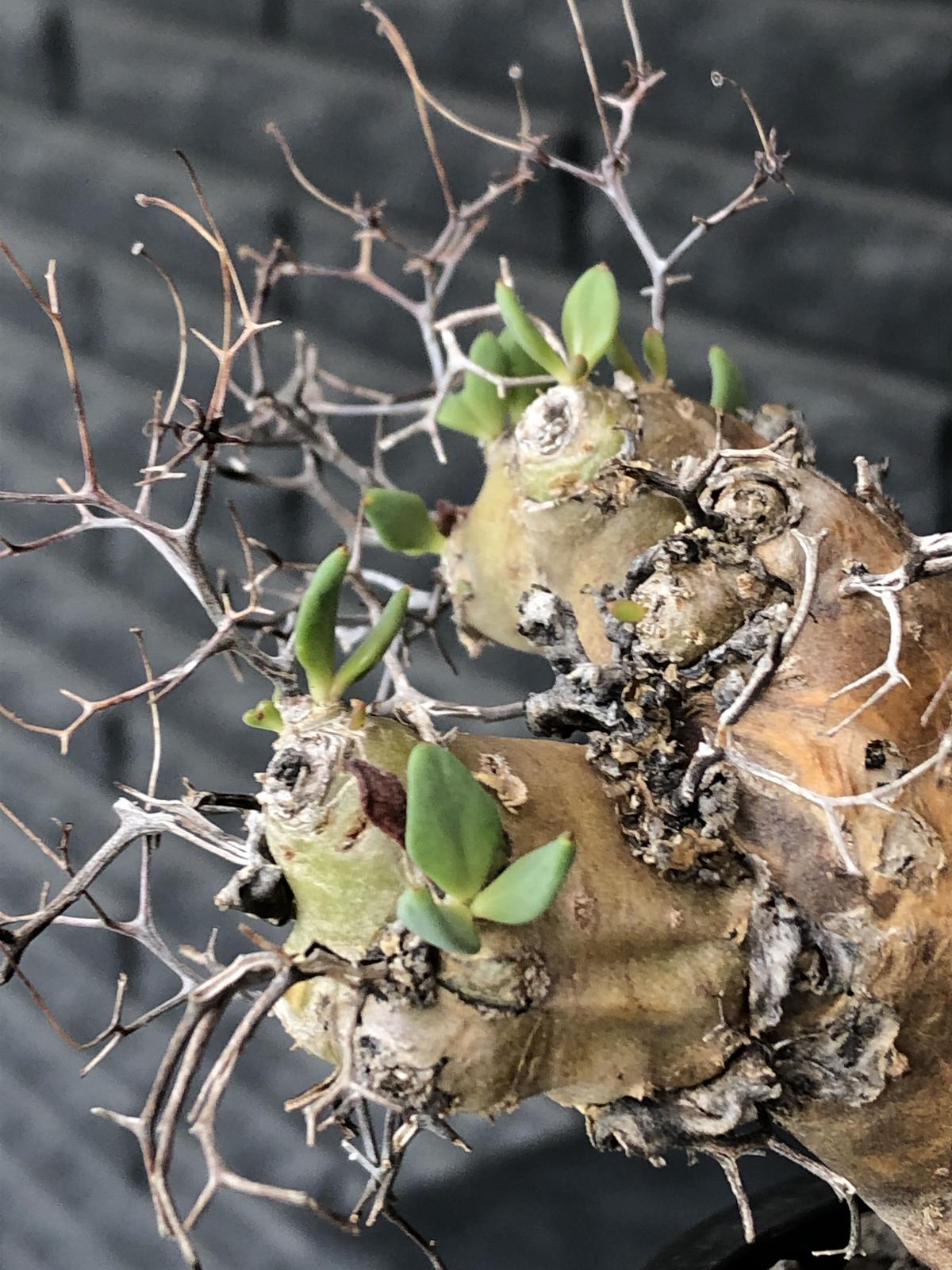 tylecodon reticulatus《大きめM size》※現地球発根済株※店主国内管...