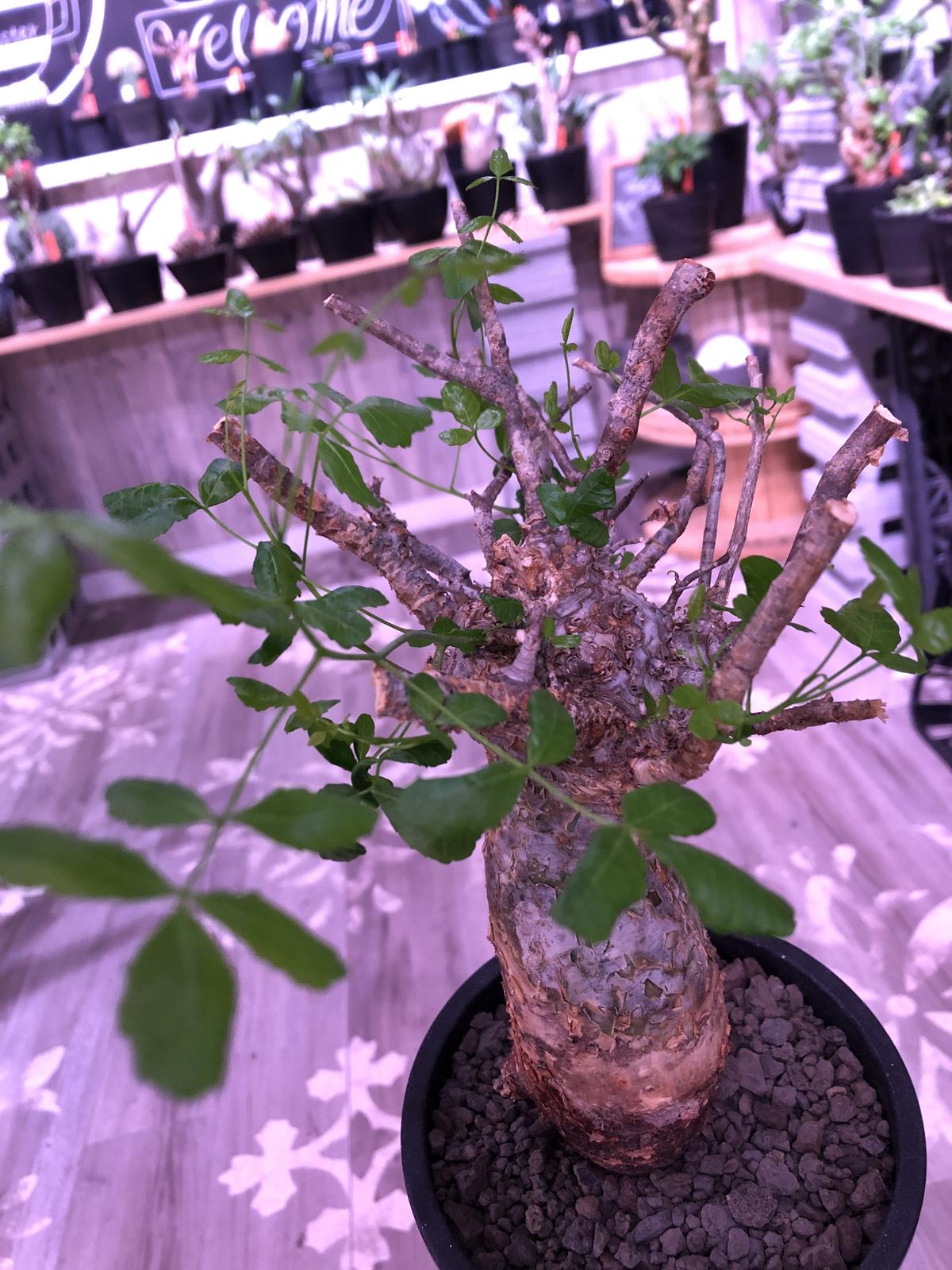 commiphora humbertii《 M size》※発根芽吹き済み株‼︎ wil...