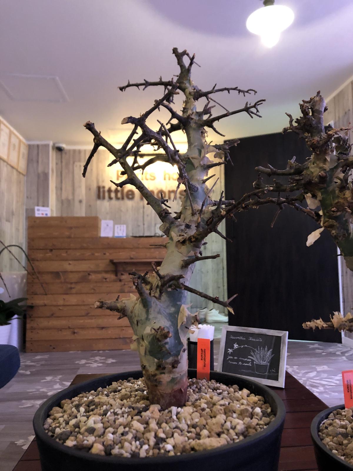 commiphora africana《L size》 | plants holic ...
