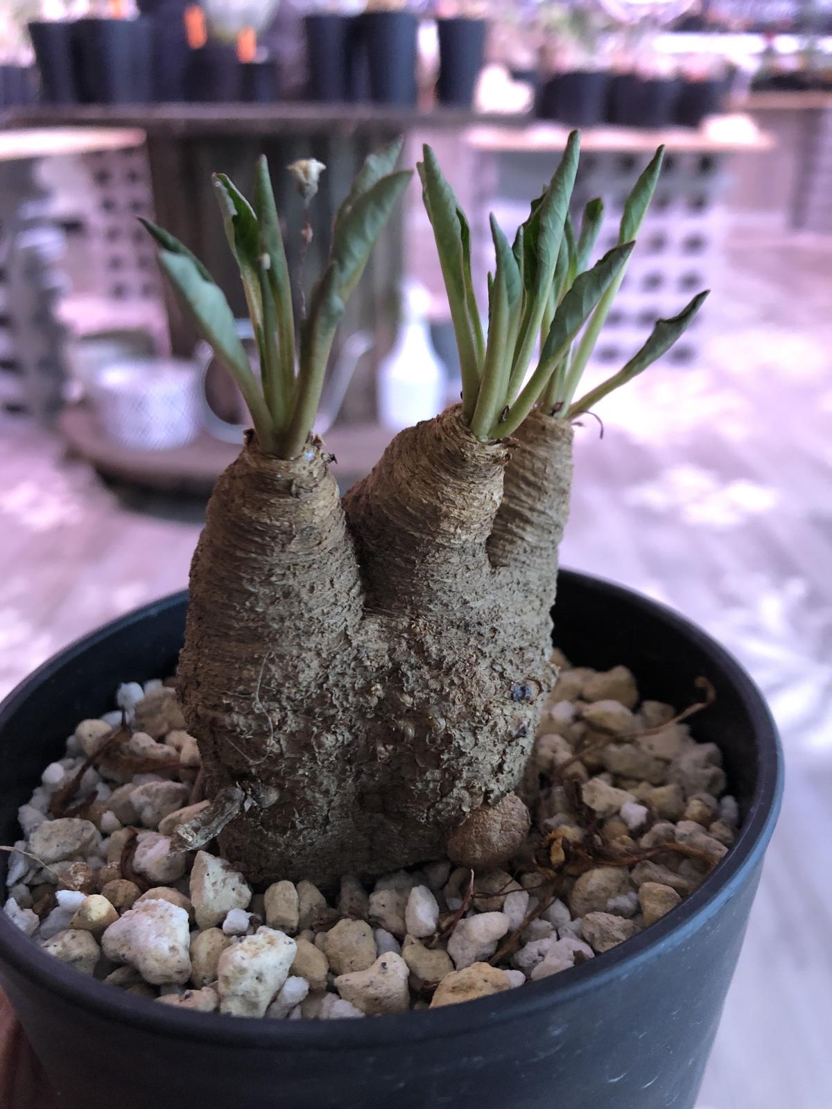 euphorbia fish bone《S size》おススメ株 | plants h...