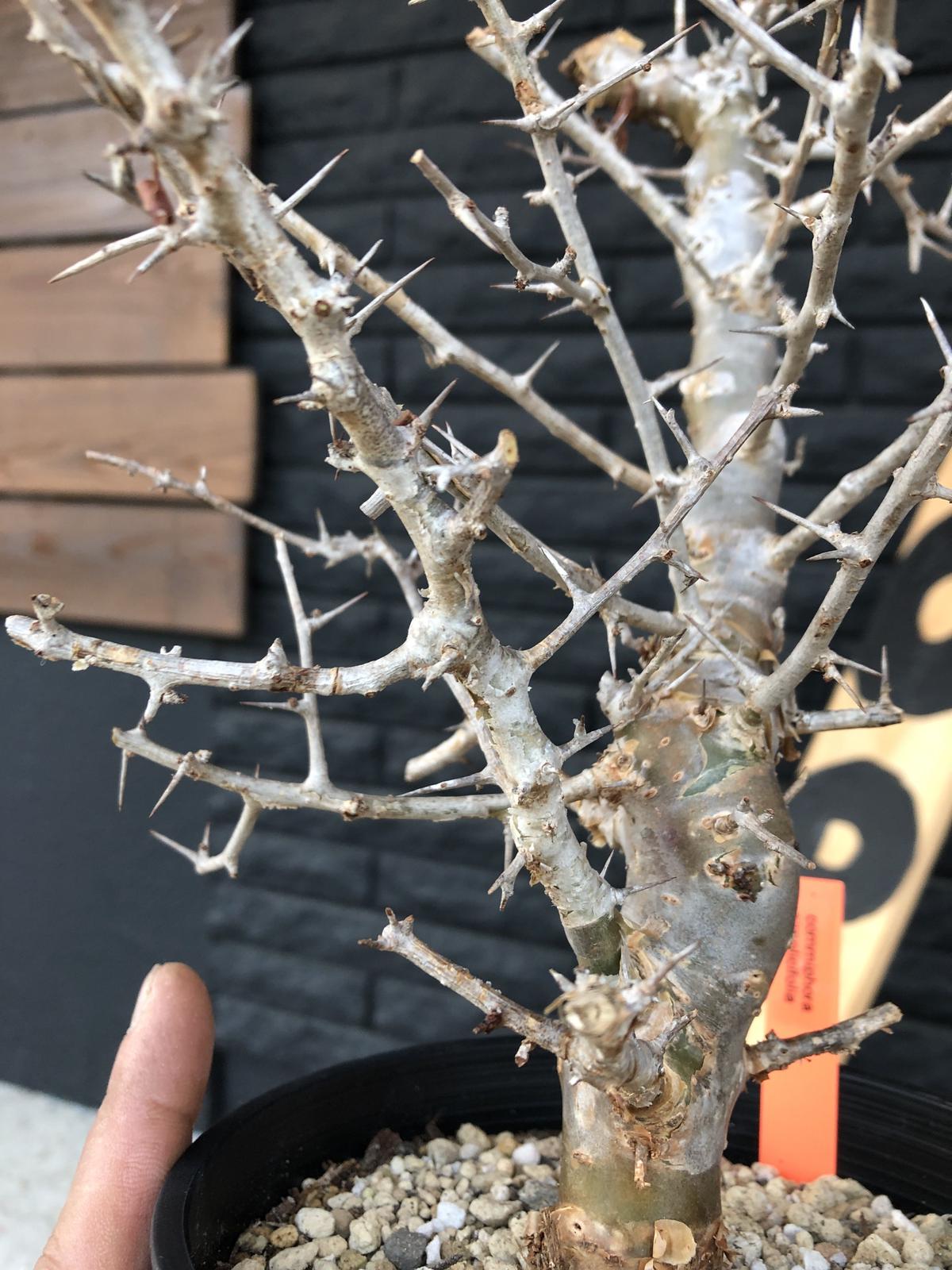 commiphora simplicifolia《M size》シルバーの枝と棘‼︎ | p...