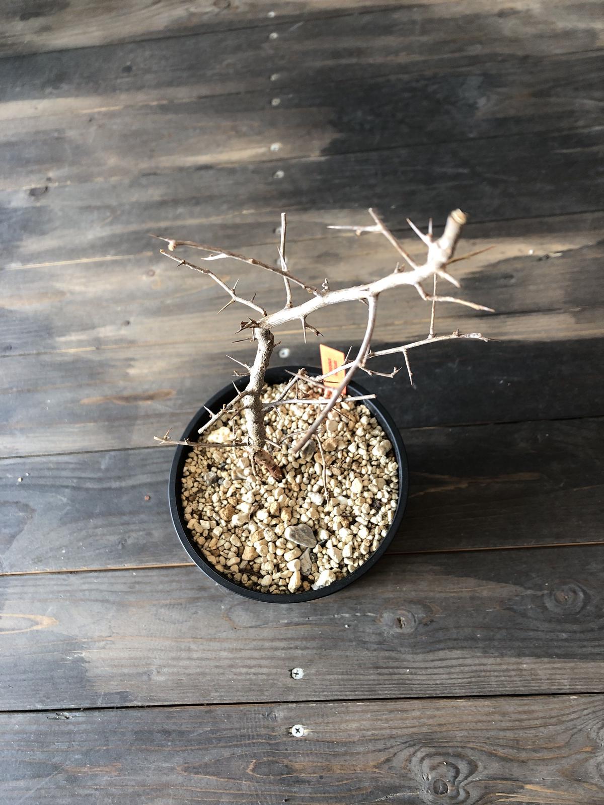 commiphora simplicifolia《M size》 | plants ho...