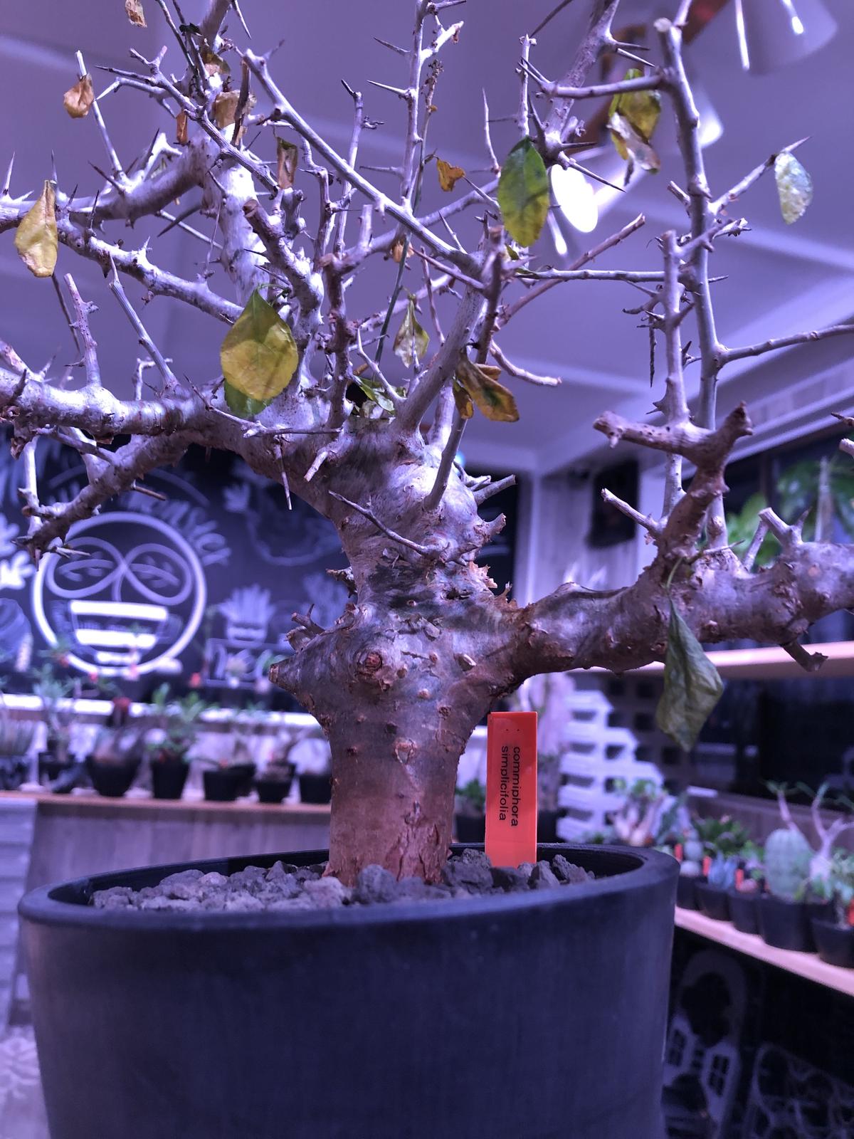 commiphora simplicifolia《 M size》発根済み株※silve...