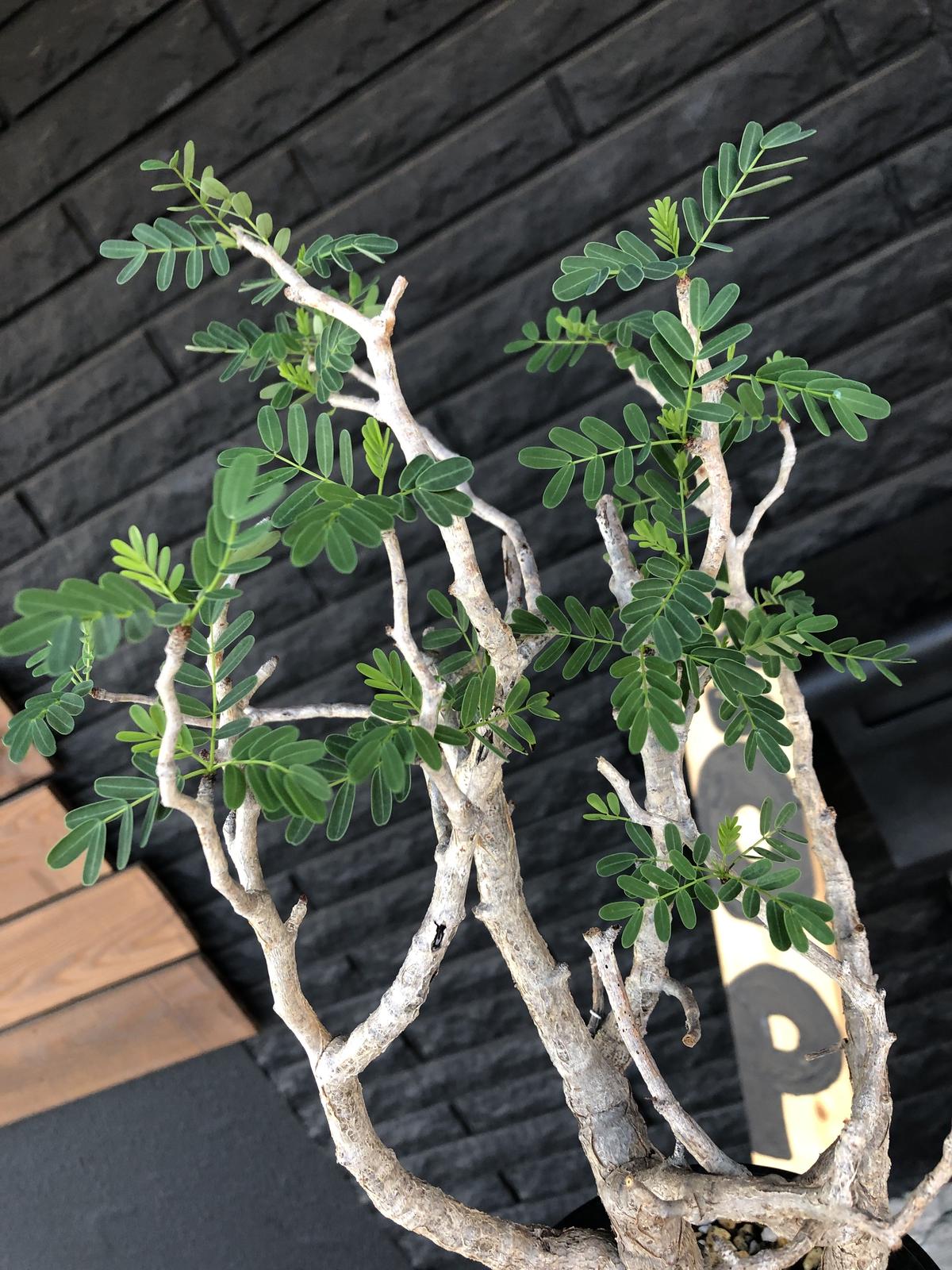 senna meridionalis《L size》 | plants holic ...