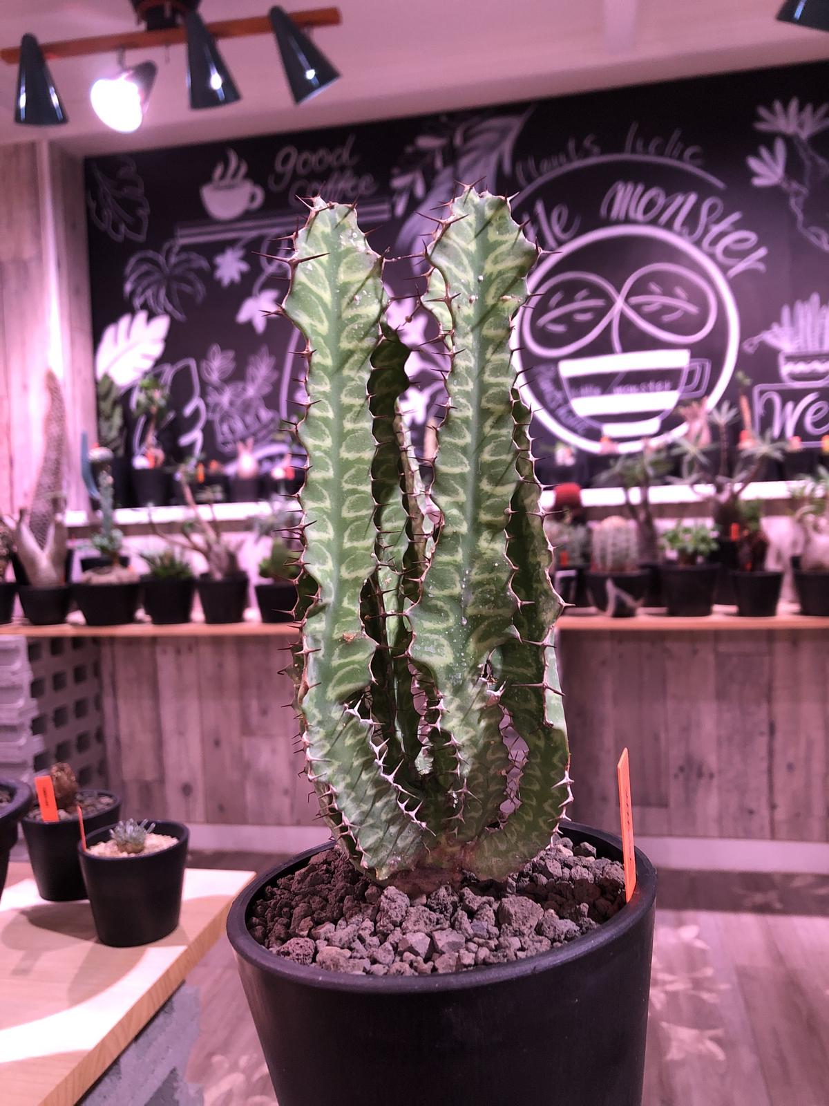 euphorbia enormis《M size》※大変カッコいい棘モノ塊根ユーフォルビア‼︎...