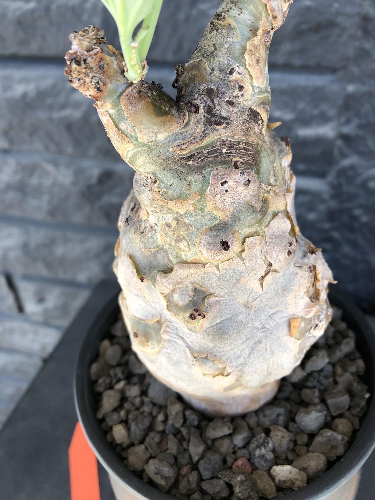 cyphostemma betiforme《 L size》※現地球発根後店主国内管理9年株※...