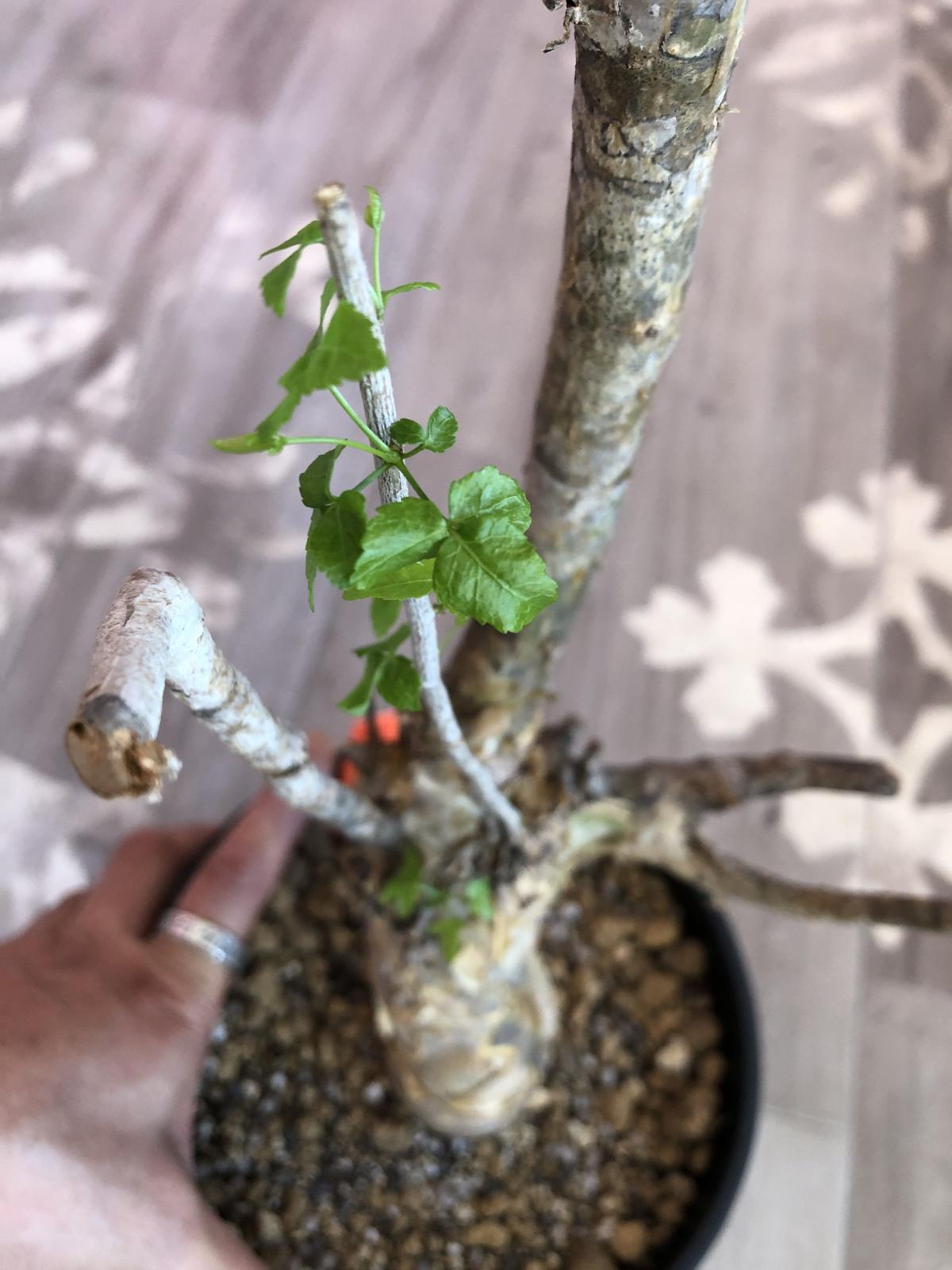 commiphora humbertii《 L size》 | plants holic ...