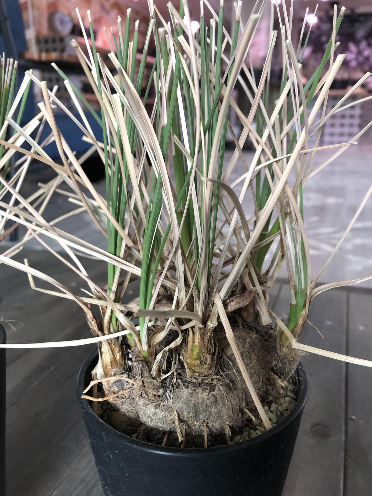 calibanus hookeri《M size》 | plants holic ...