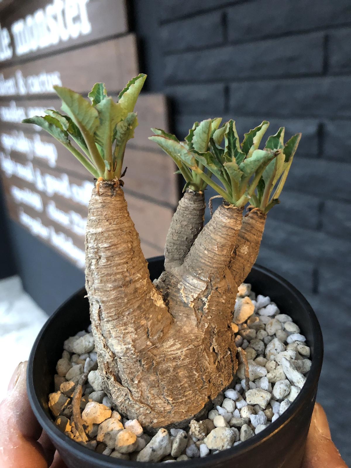 euphorbia fish bone《M size》 | plants holic ...