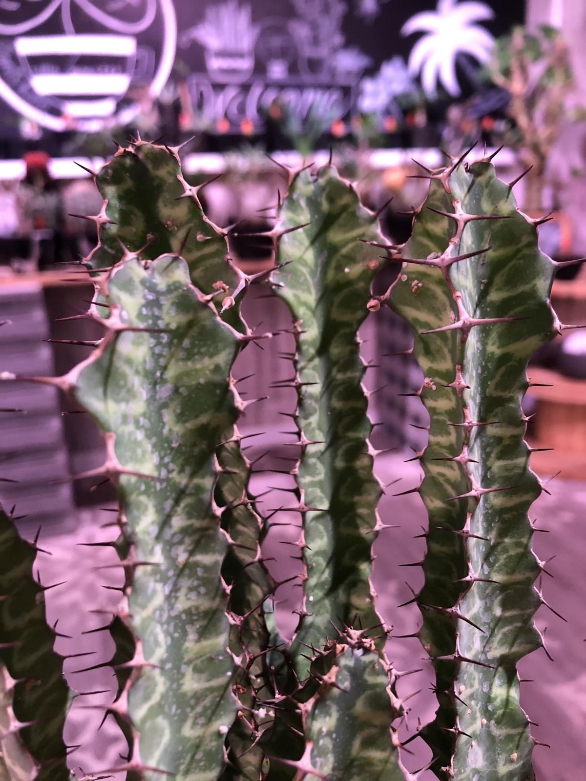 euphorbia enormis《M size》※大変カッコいい棘モノ塊根ユーフォルビア‼︎...