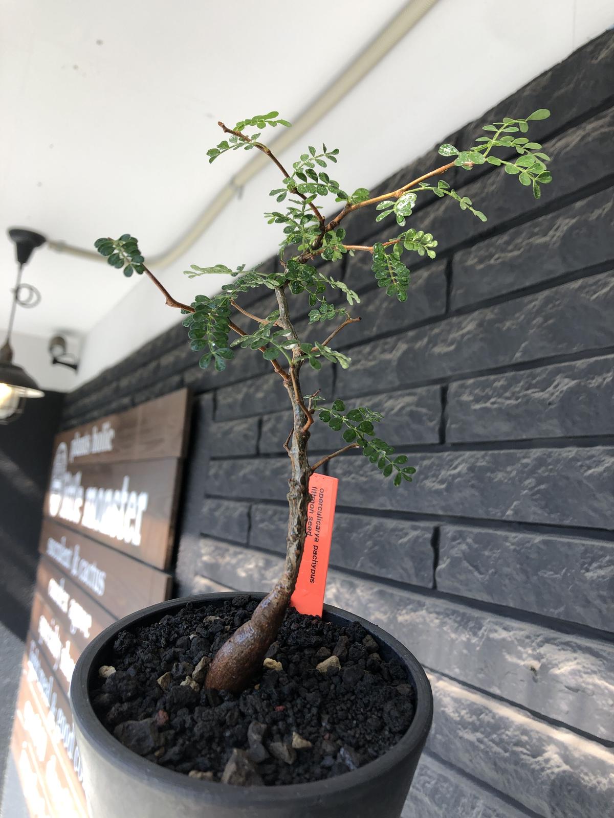 operculicarya pachypus littmon seed🌱 《7年株》幹も太く...