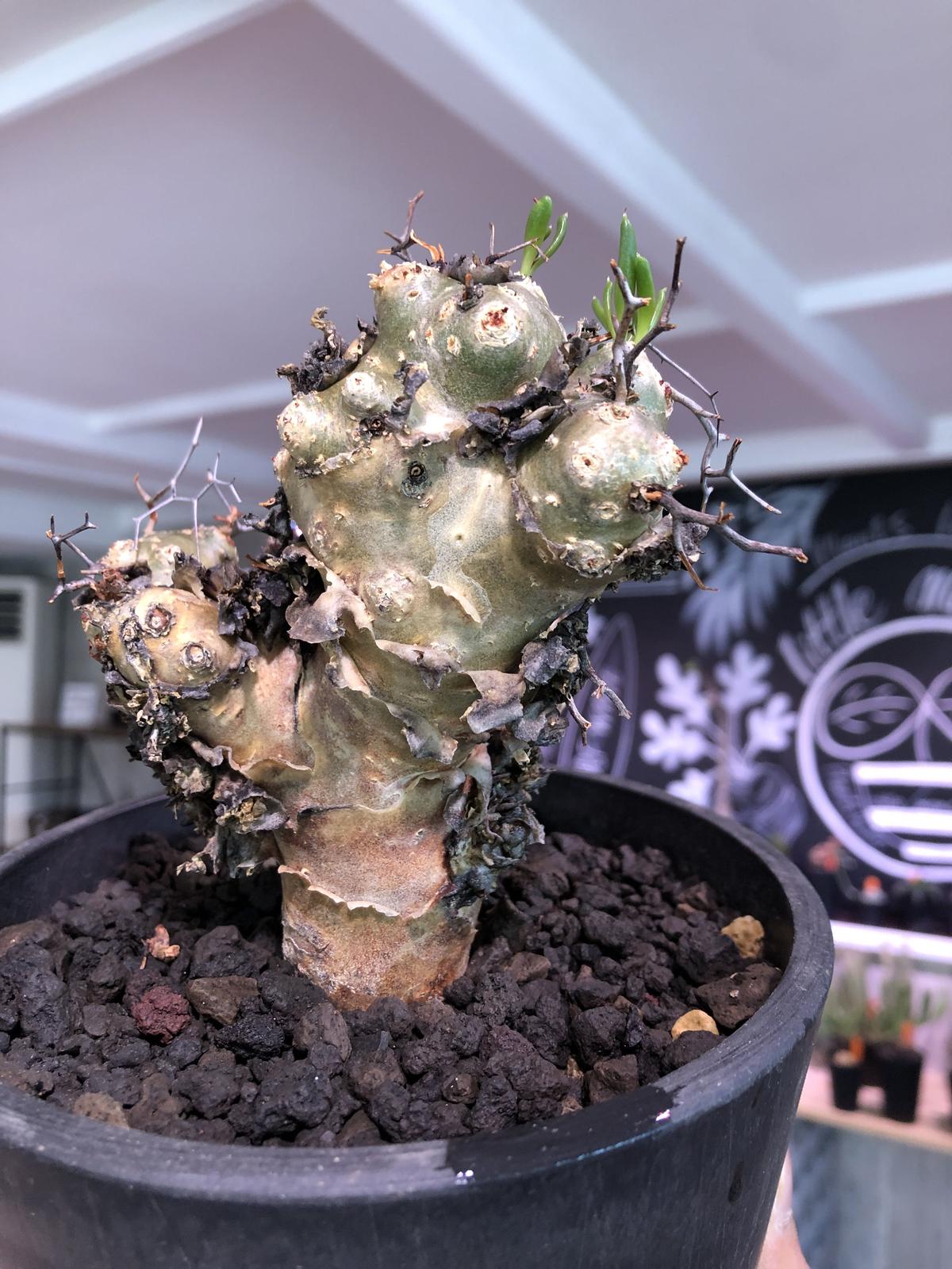 tylecodon reticulatus《M size》発根済み株‼︎ | plan...