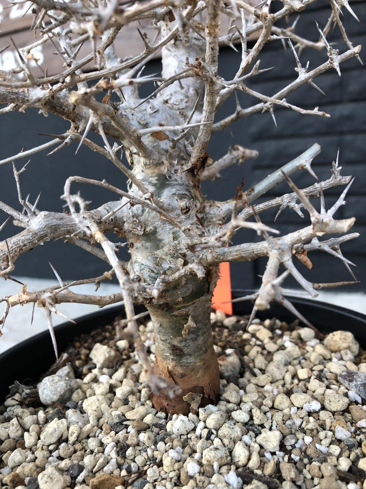 commiphora simplicifolia《L size》シルバーの枝と棘‼︎