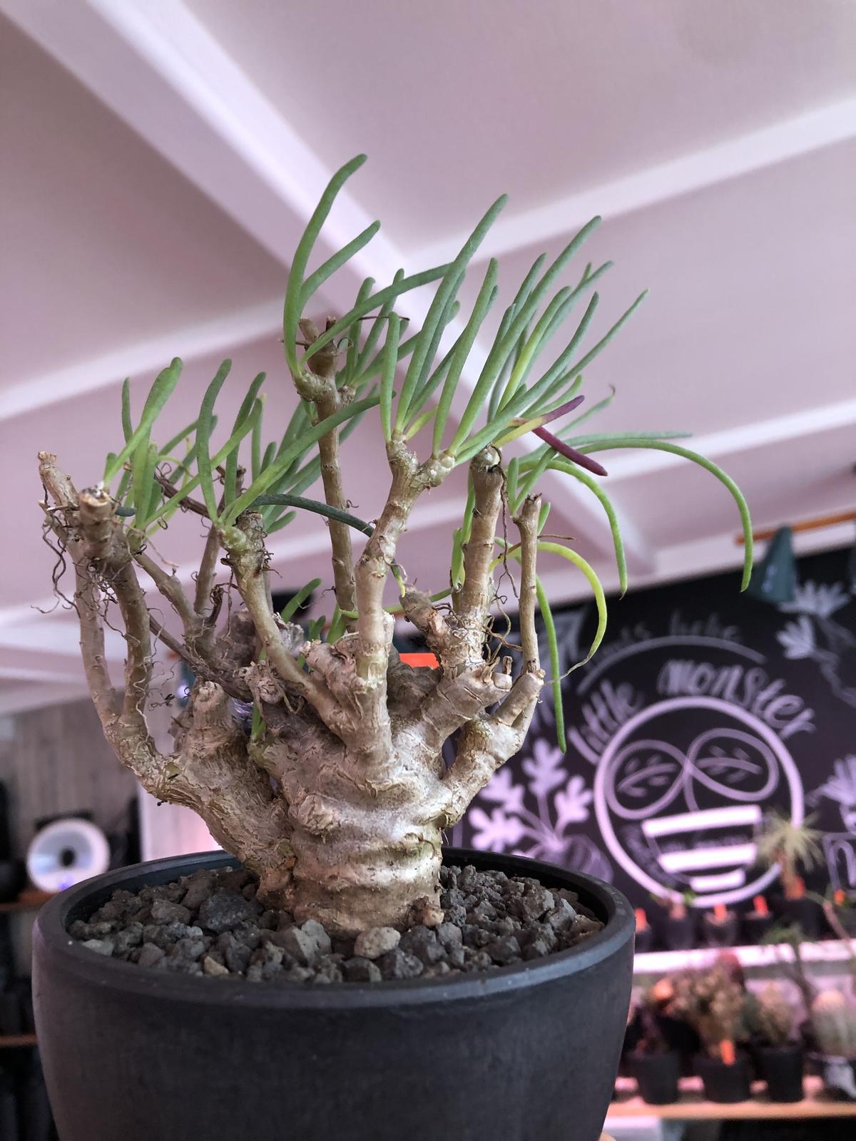 othonna protecta《L size》※現地球発根済株※今後輸入が厳しく流通少ない美...