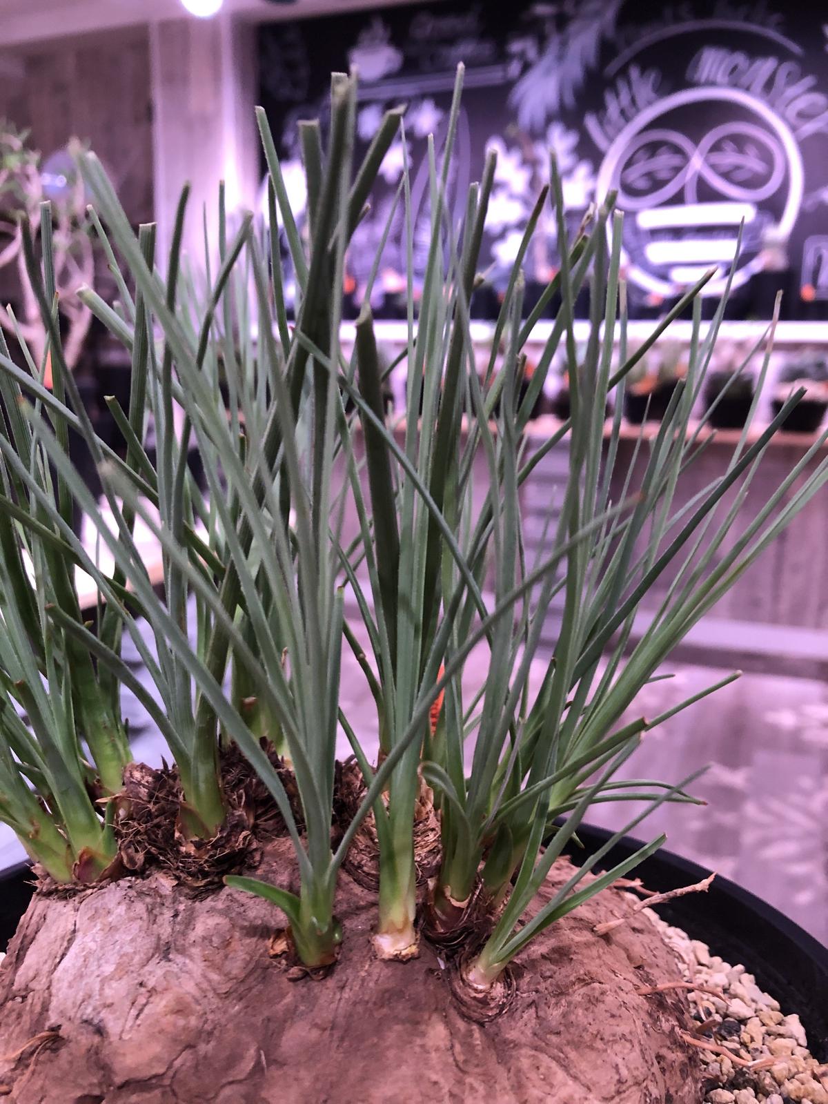 calibanus hookeri《L size》希少・極美株 | plants holi...