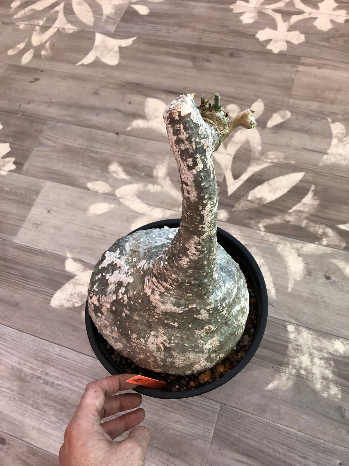 adenia stylosa《XL size》 | plants holic ...