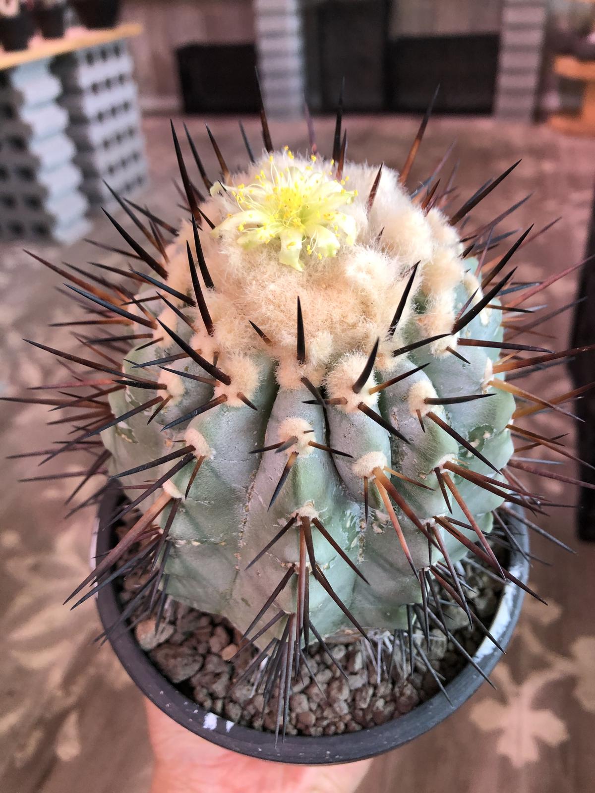 Copiapoa Cinerea L Size 6 copiapoa-cinerea-l-size-6
