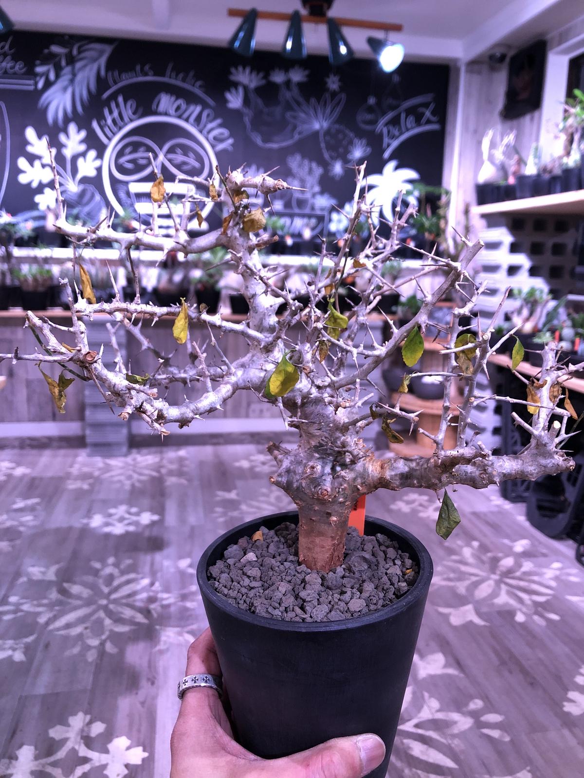 commiphora simplicifolia《 M size》発根済み株※silve...