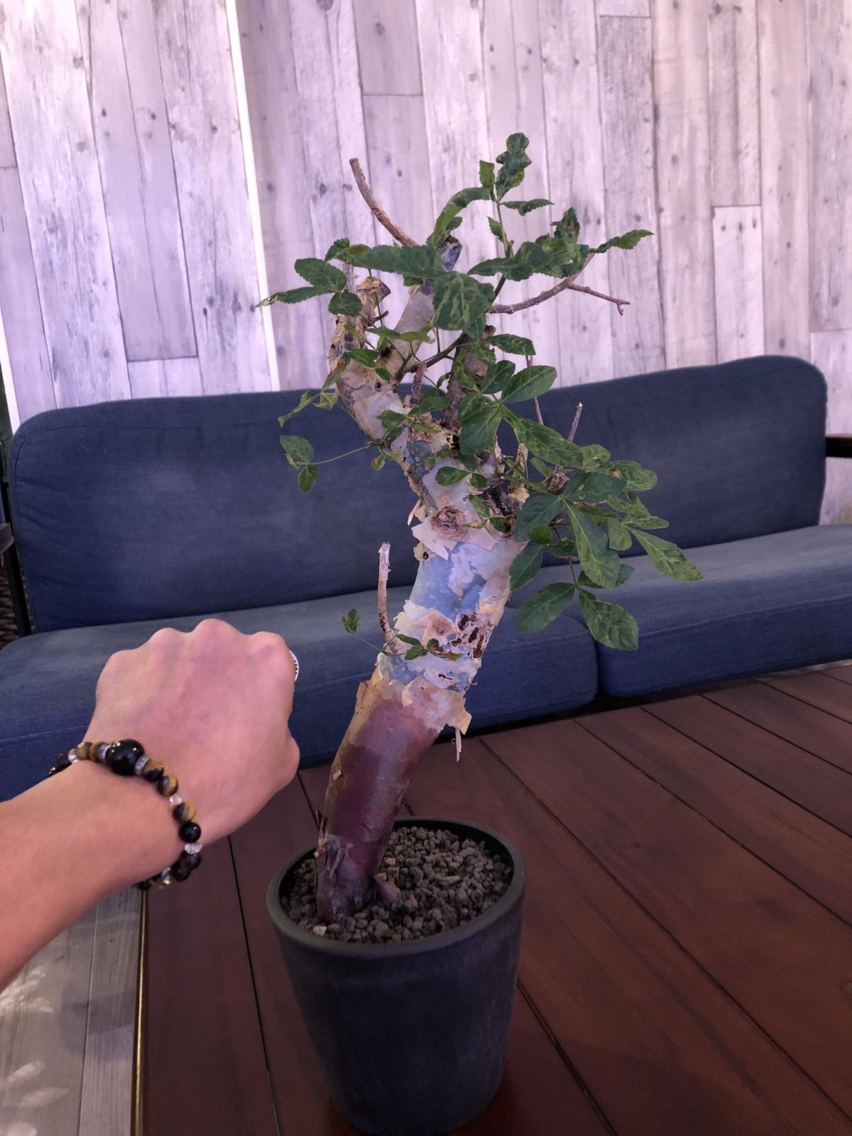 commiphora africana《L size》※mad black pot植え vi...