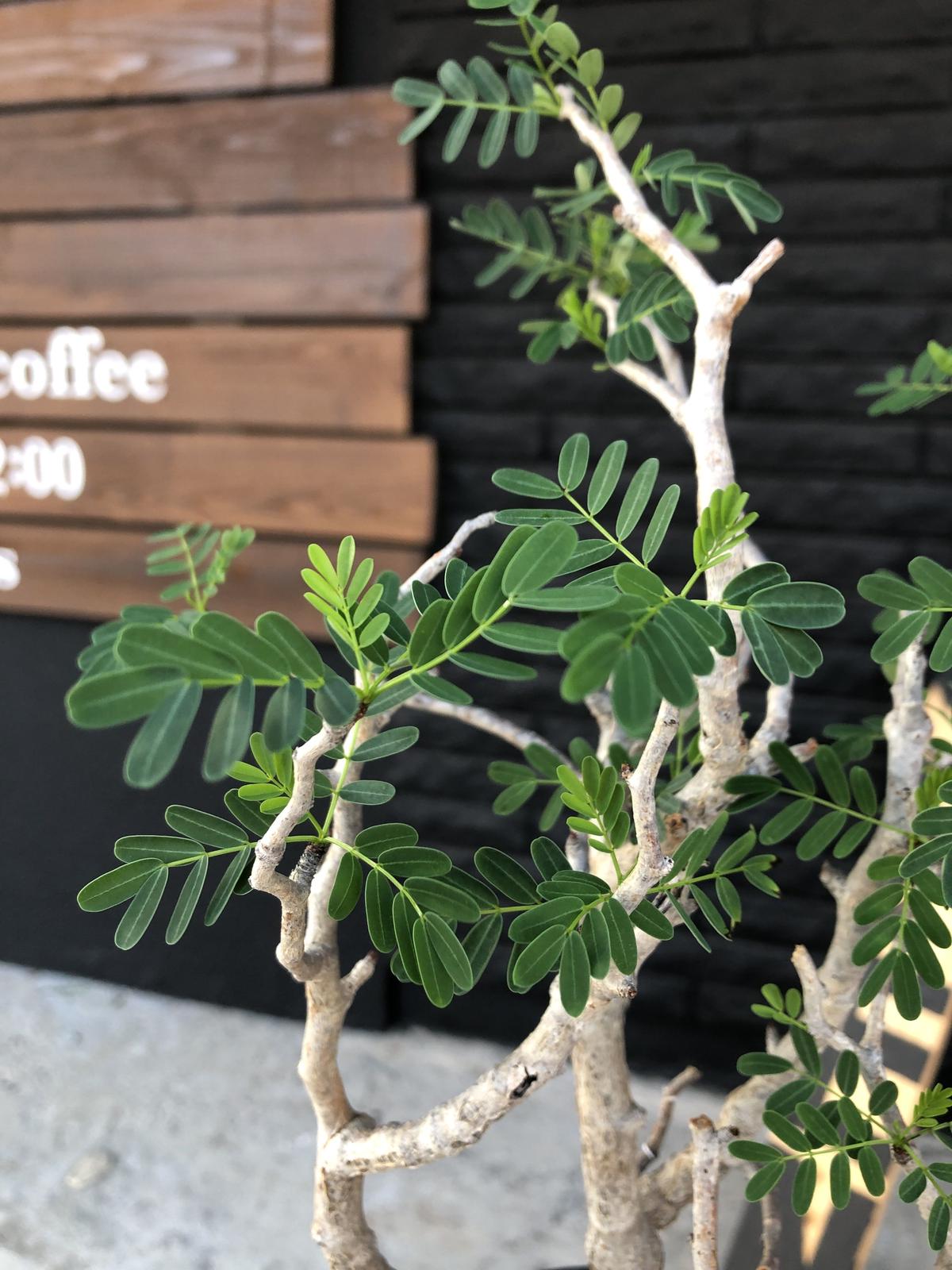 senna meridionalis《L size》 | plants holic ...