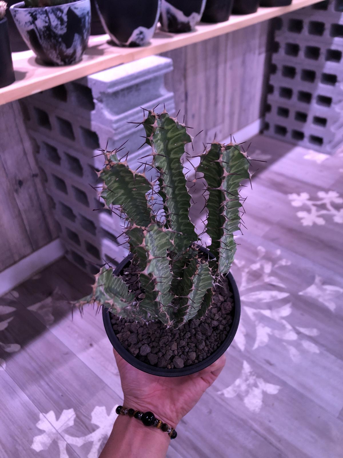 euphorbia enormis《M size》※大変カッコいい棘モノ塊根ユーフォルビア‼︎...