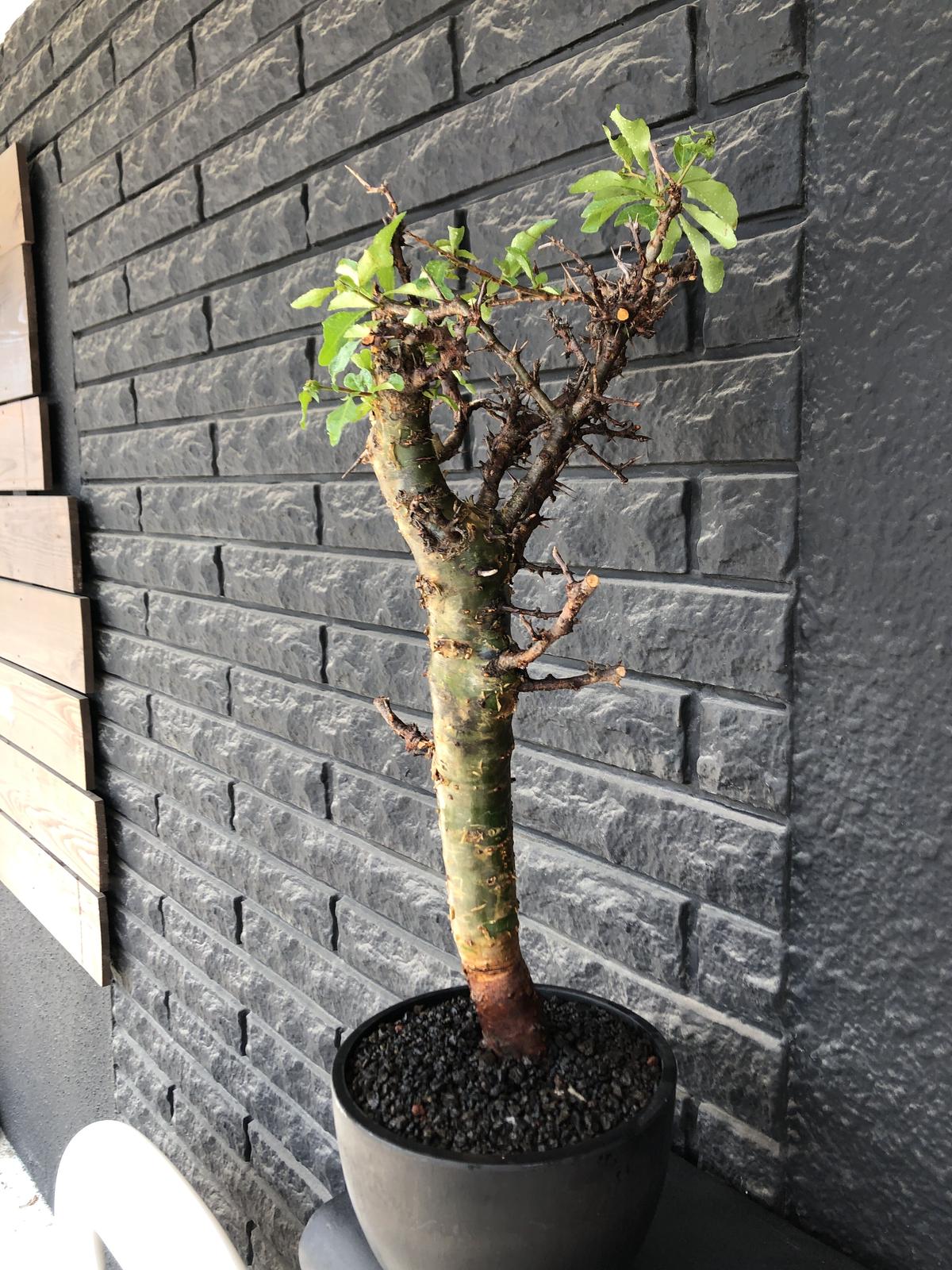commiphora eminii《大きめLL size》※現地球発根後店主国内管理4年株※幹...