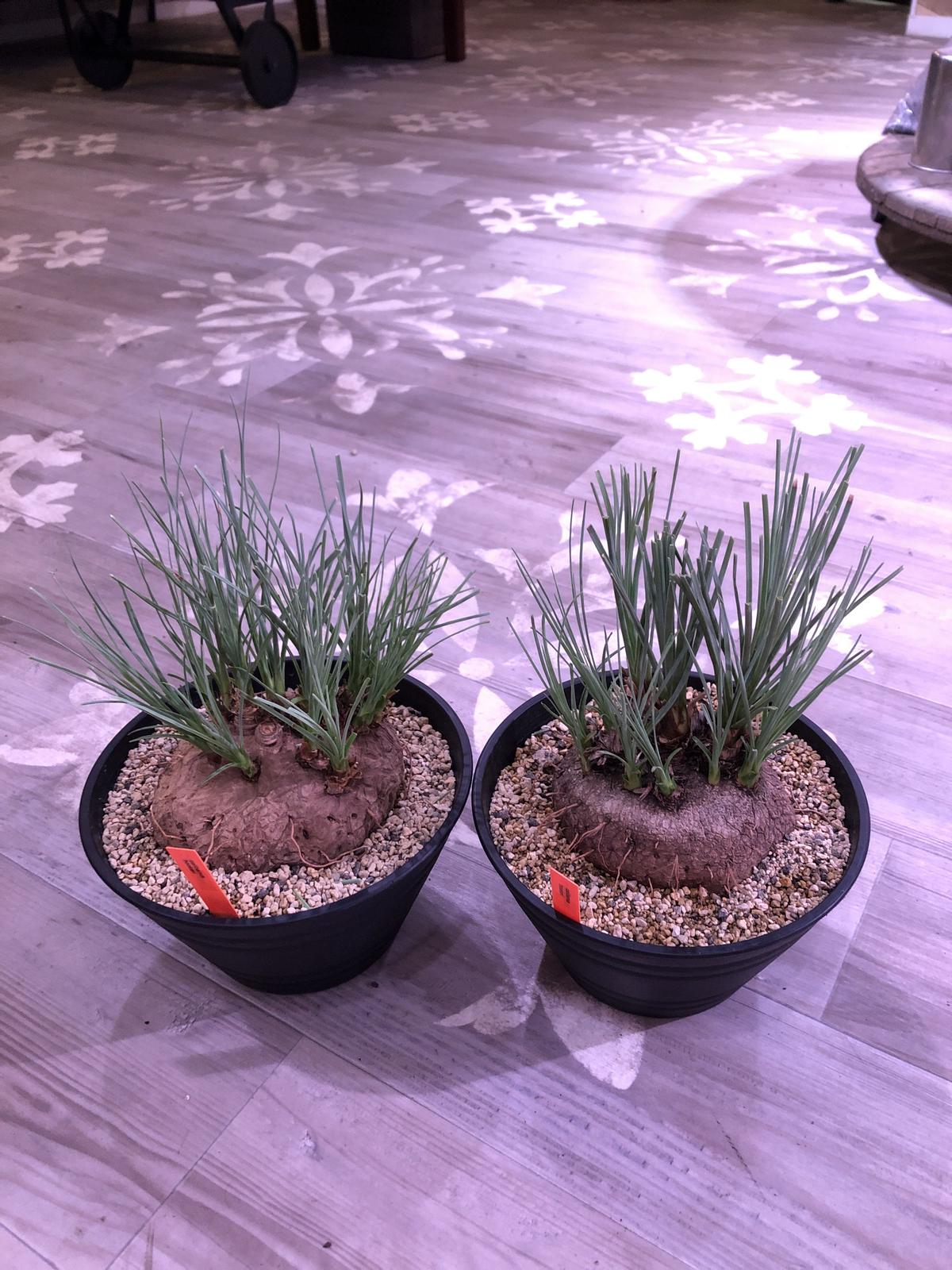 calibanus hookeri《L size》希少・極美株 | plants holi...