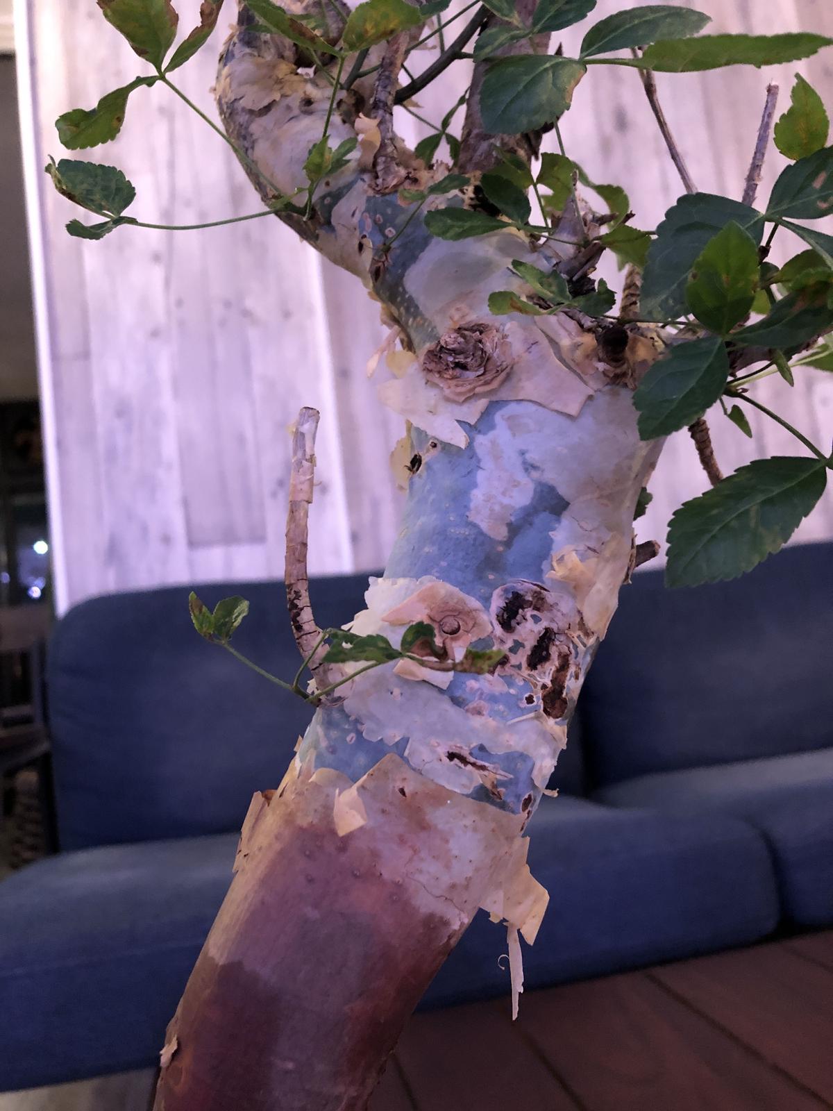 commiphora africana《L size》※mad black pot植え vi...