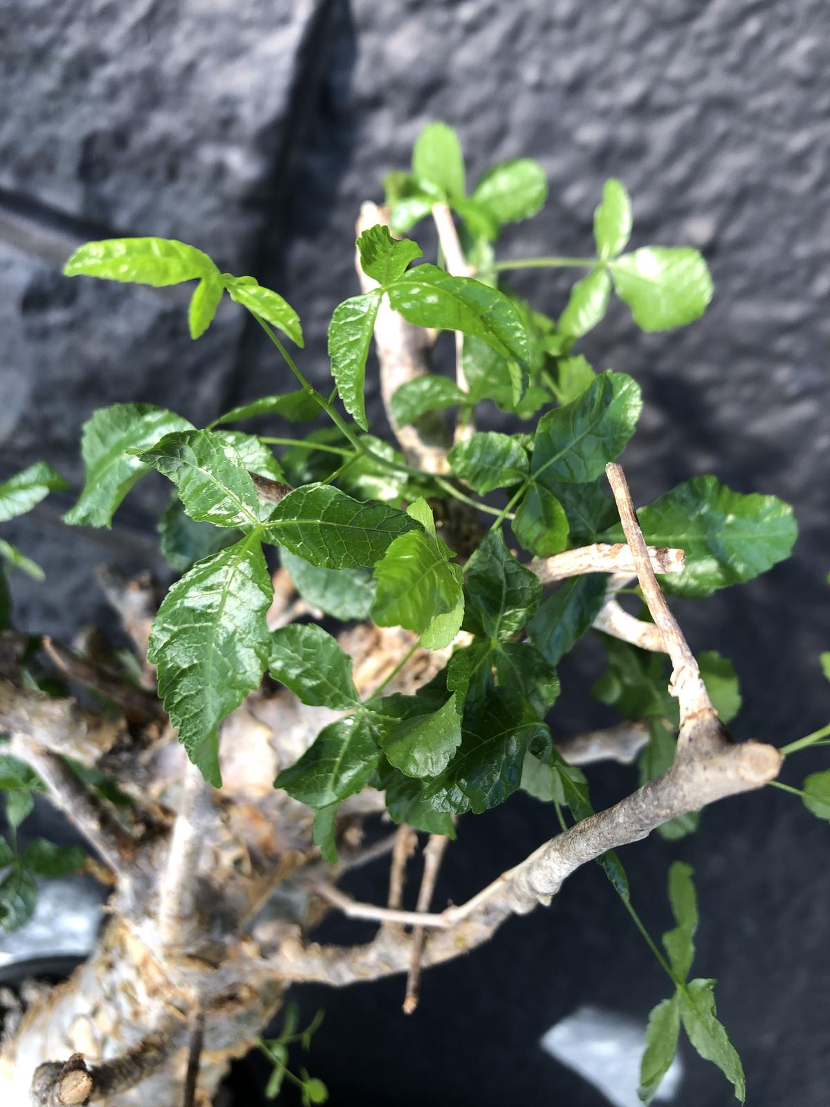 commiphora humbertii《 M size》※発根芽吹き済み株‼︎ ※wi...