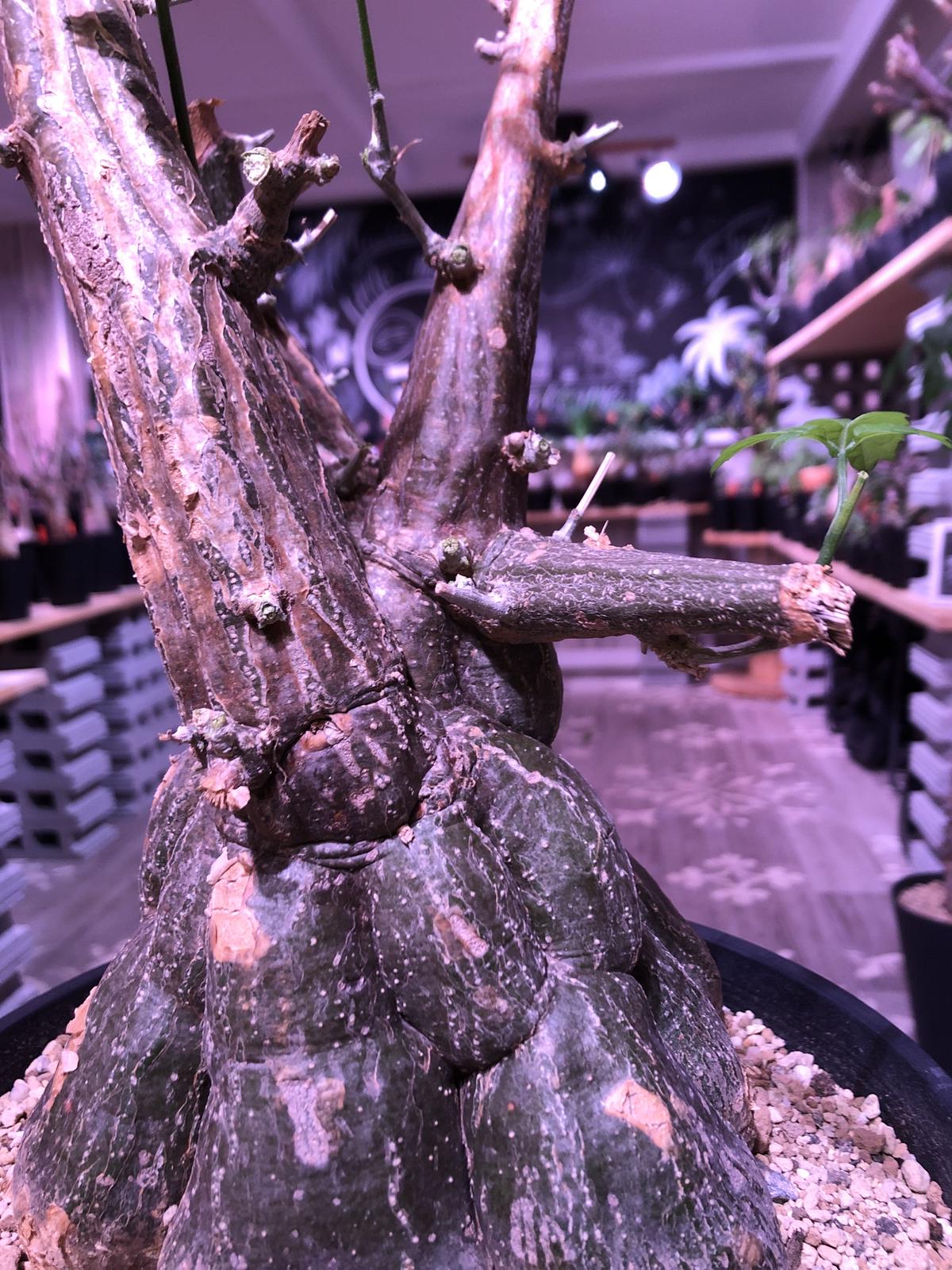 momordica rostrata《L L size》※株元も太く‼︎枝も木質化した樹形の...