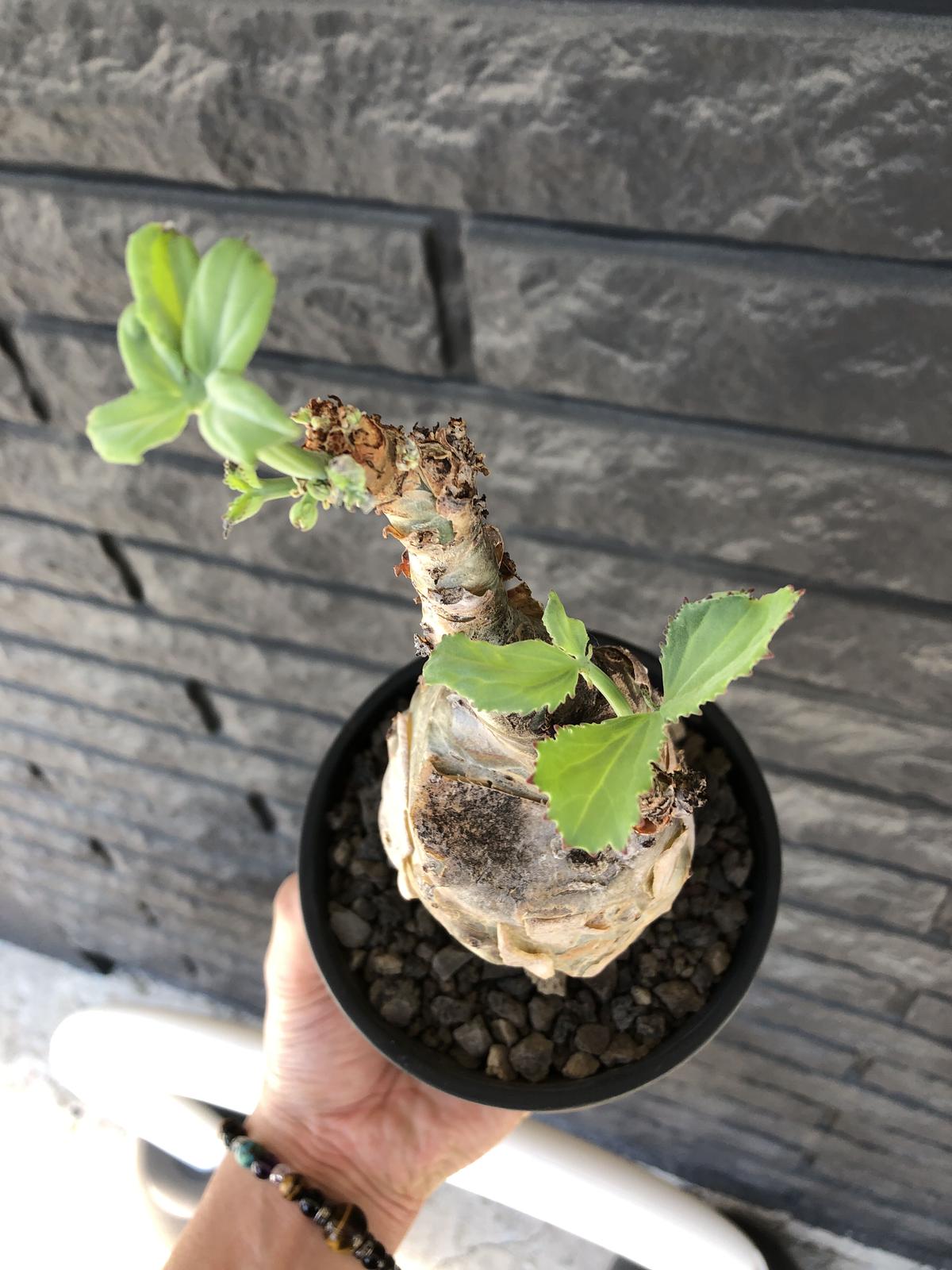 cyphostemma betiforme《 L size》※現地球発根後店主国内管理9年株※...