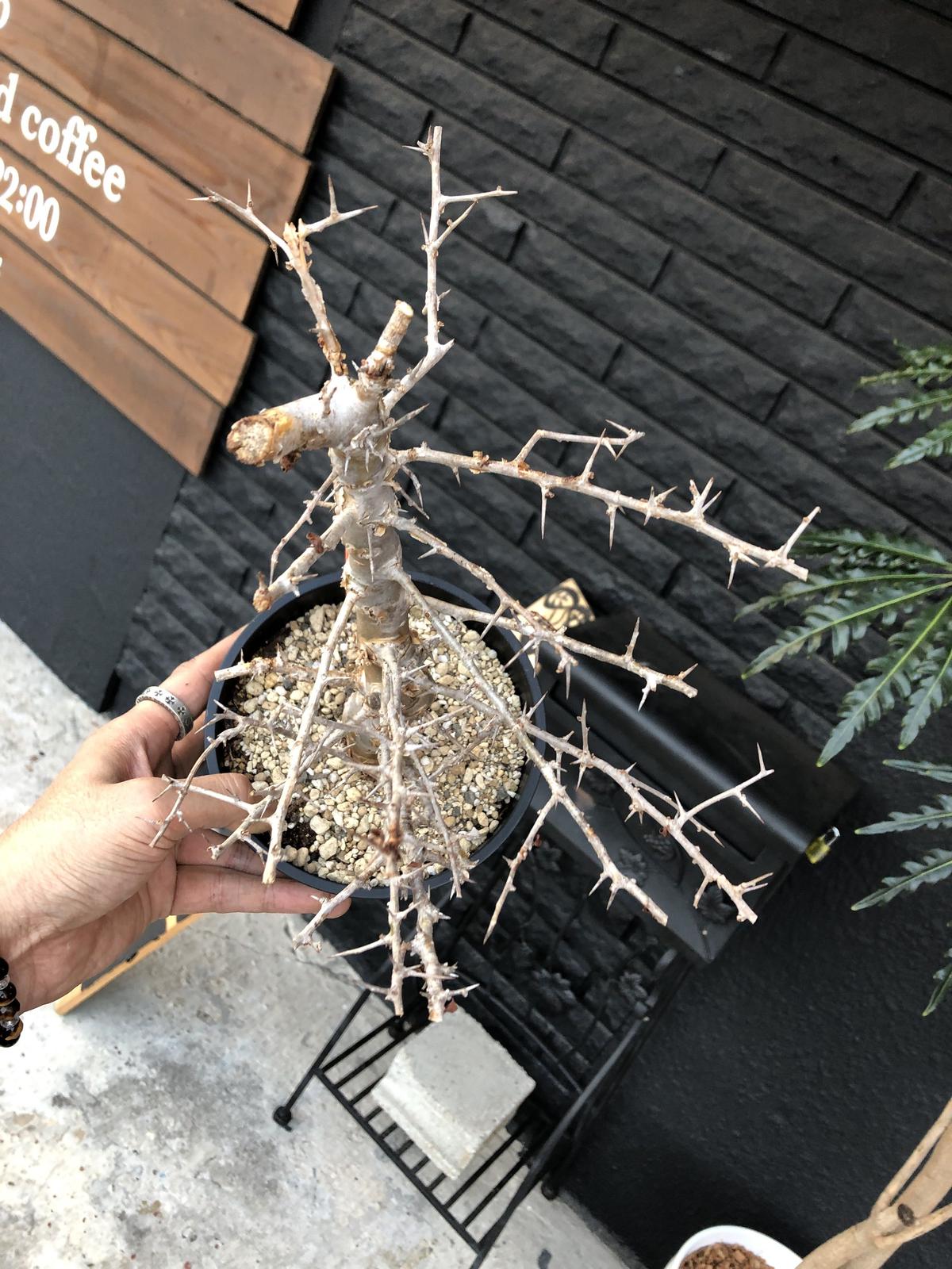 commiphora simplicifolia《M size》シルバーの枝と棘‼︎ | p...