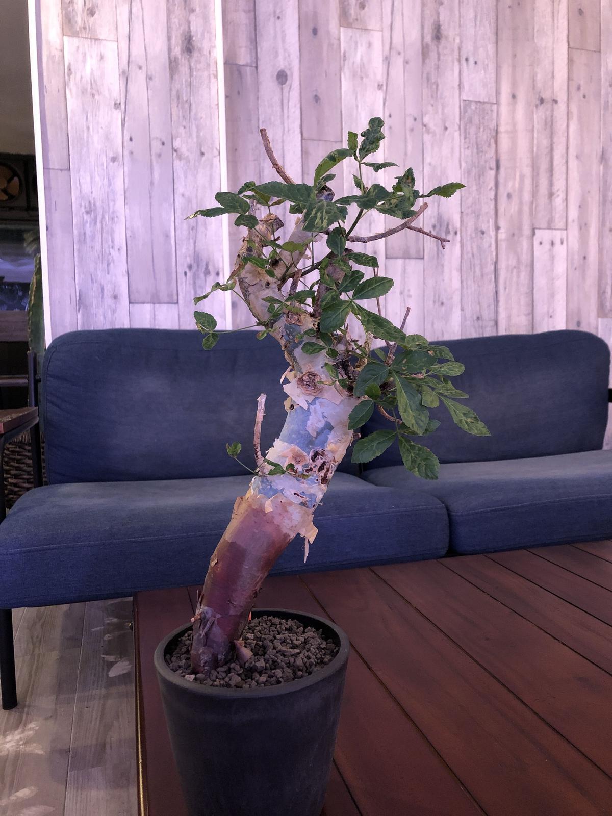 commiphora africana《L size》※mad black pot植え vi...