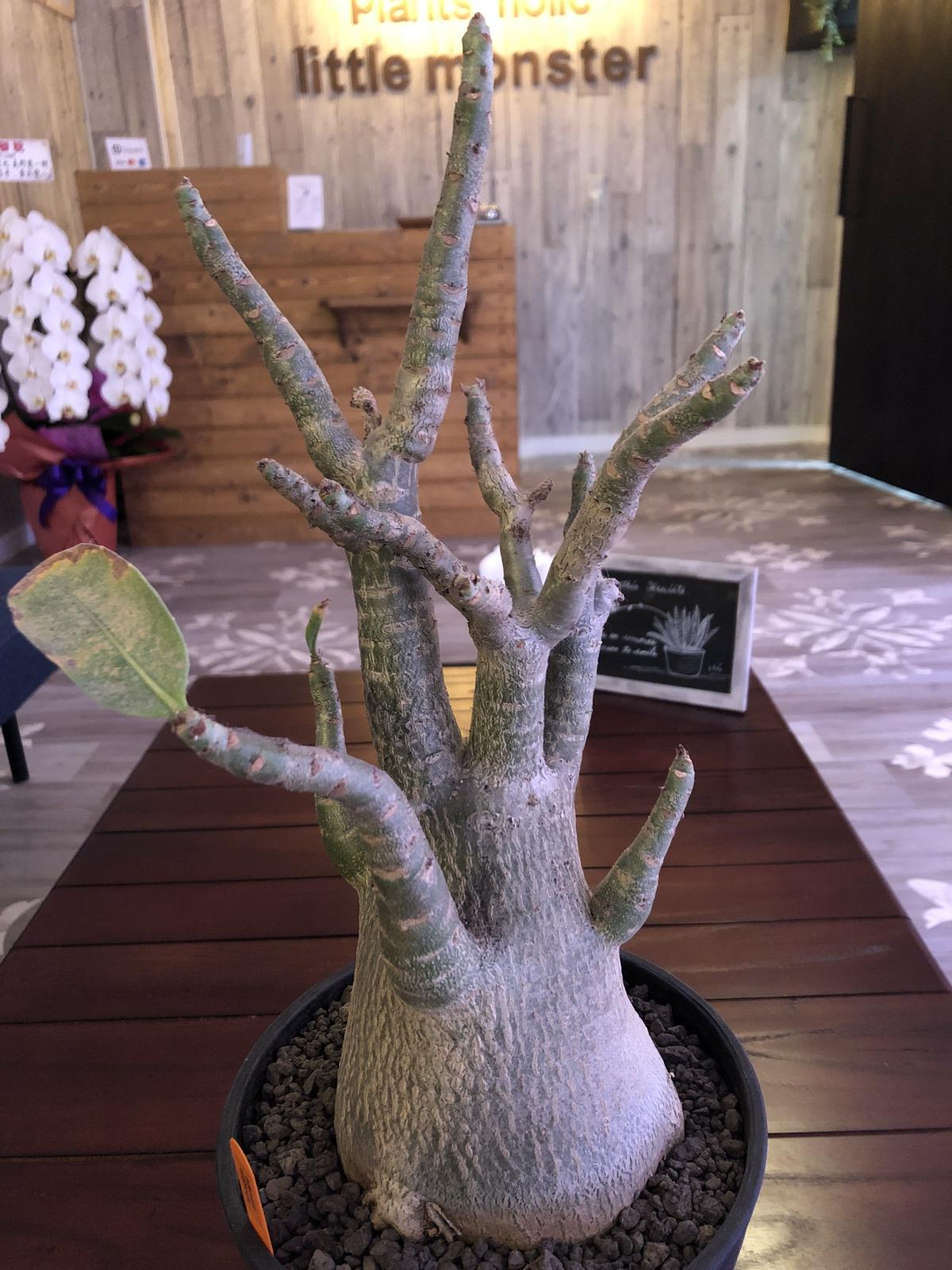 adenium arabicum | plants holic "little m...