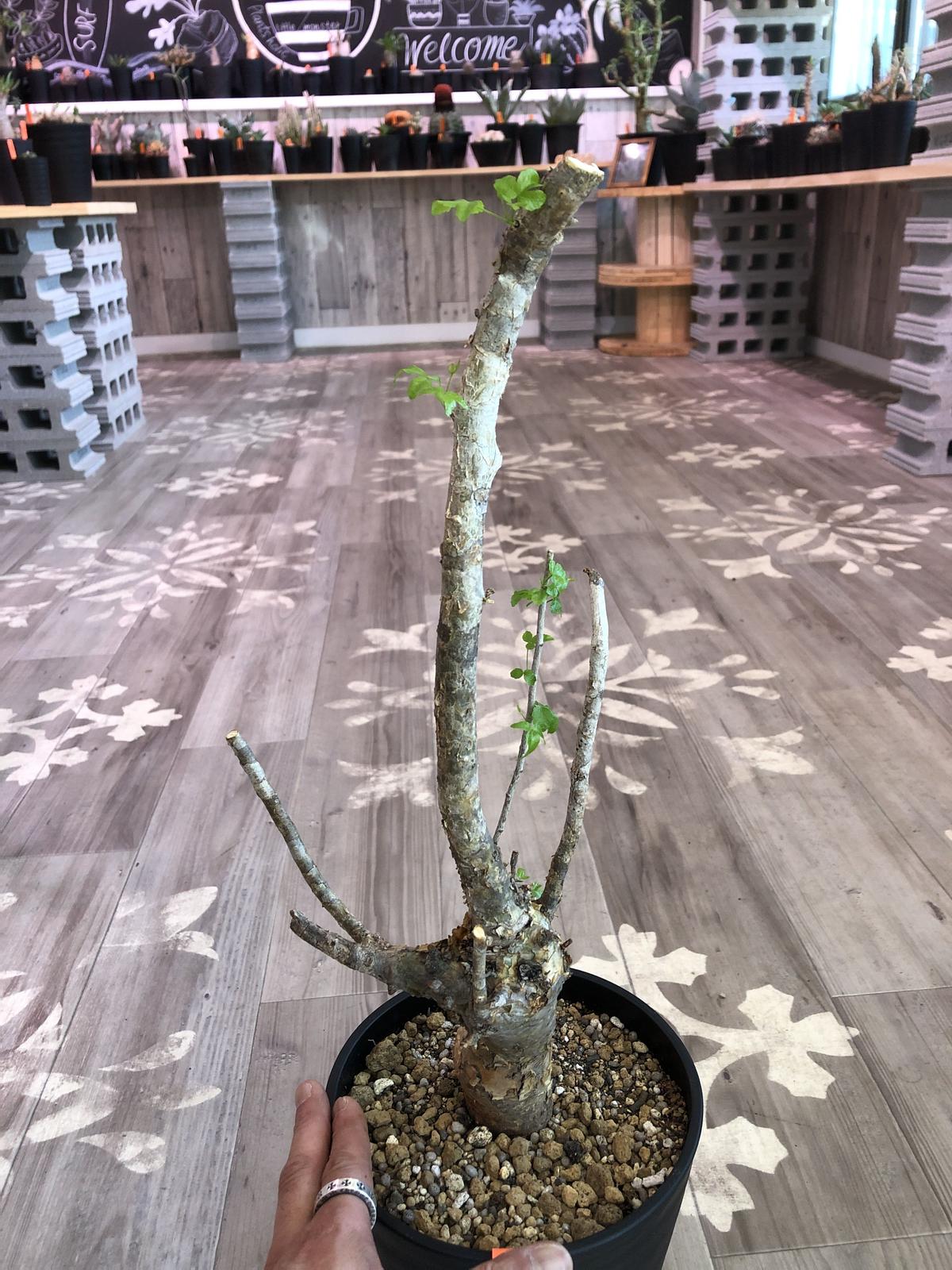 commiphora humbertii《 L size》 | plants holic ...