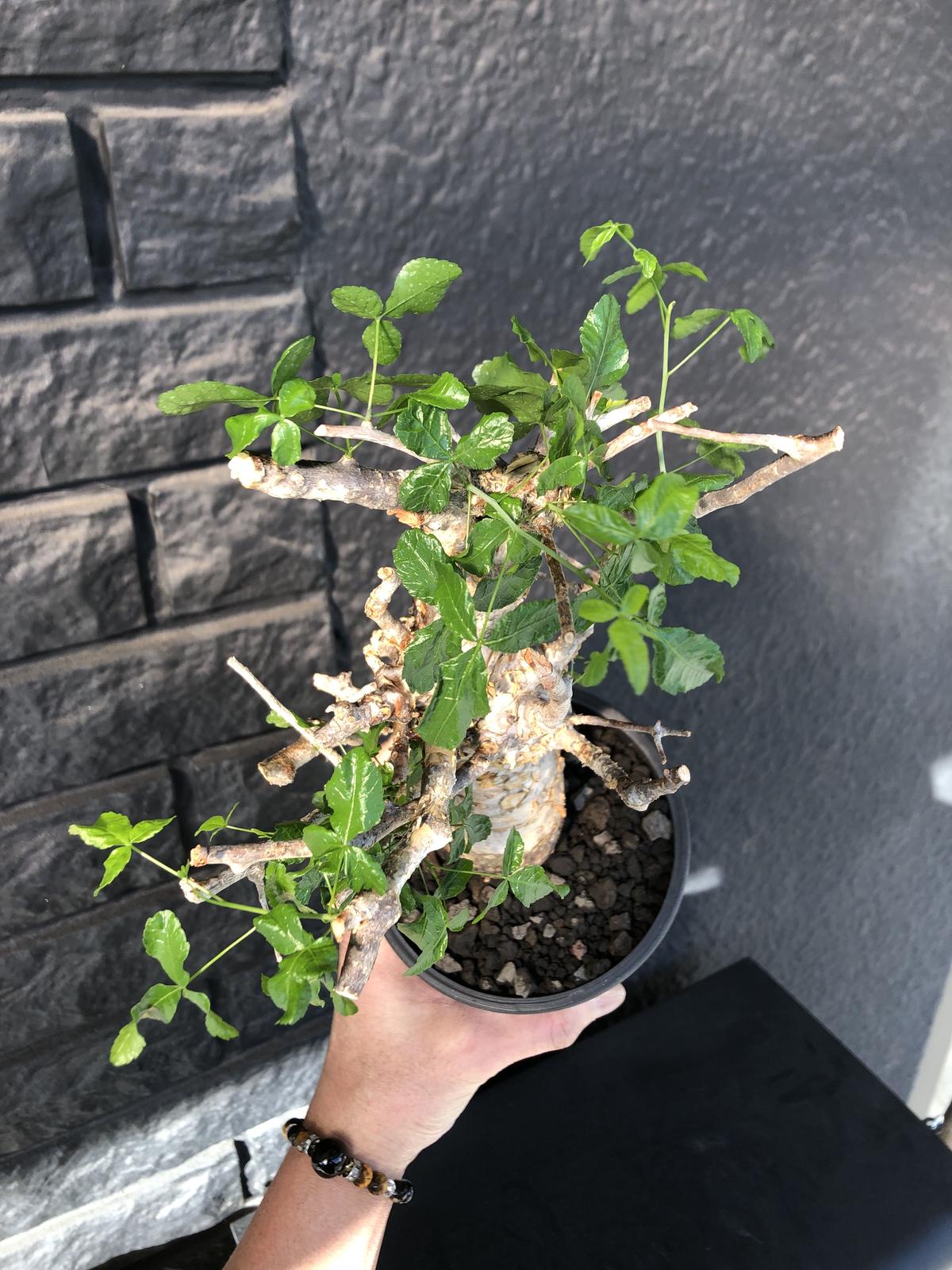 commiphora humbertii《 M size》※発根芽吹き済み株‼︎ ※wi...