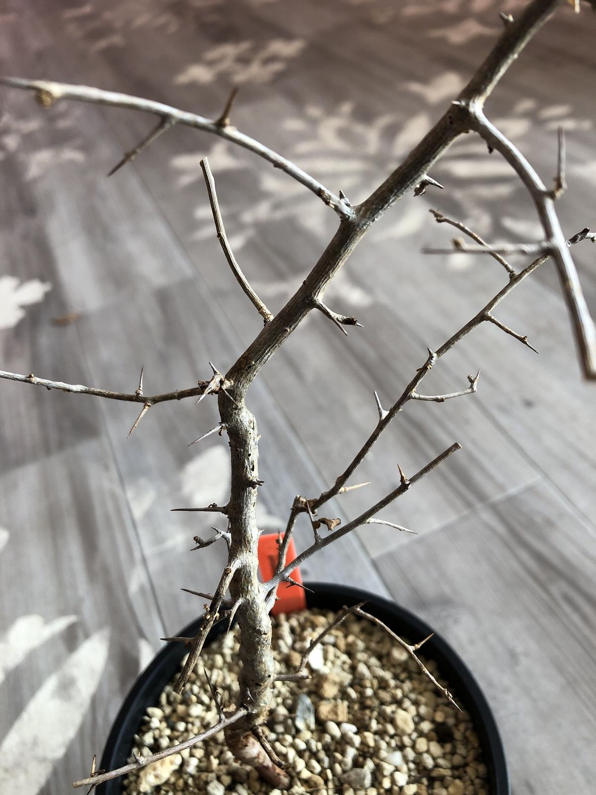 commiphora simplicifolia《M size》 | plants ho...