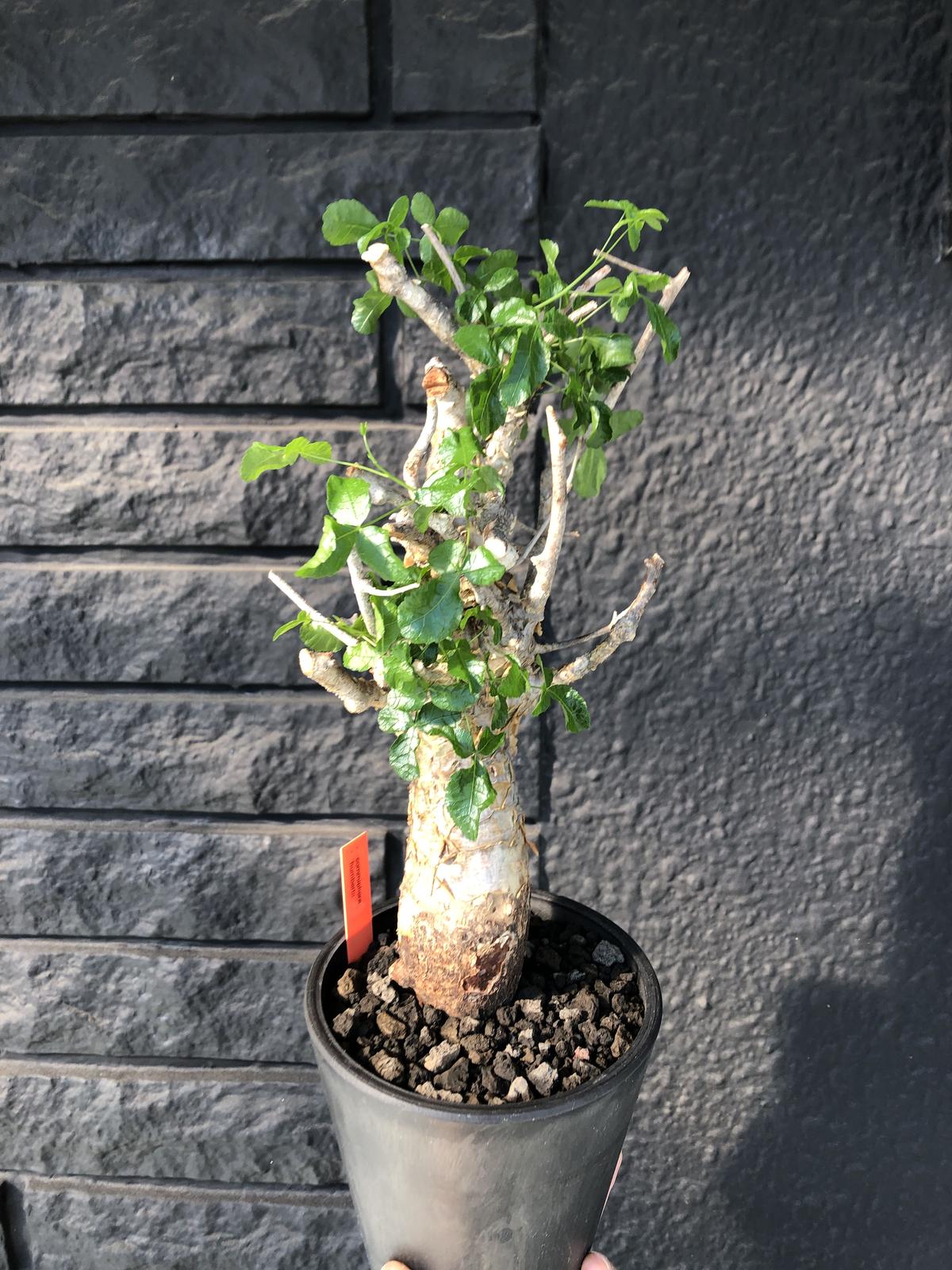 commiphora humbertii《 M size》※発根芽吹き済み株‼︎ ※wi...