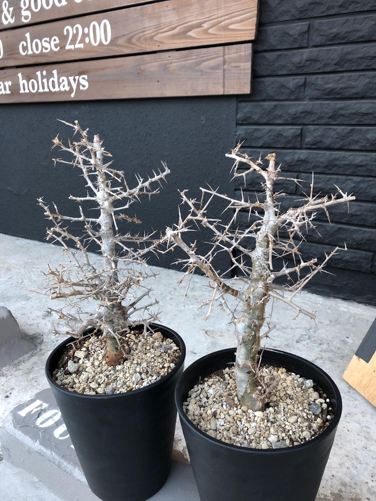 commiphora simplicifolia《L size》シルバーの枝と棘‼︎