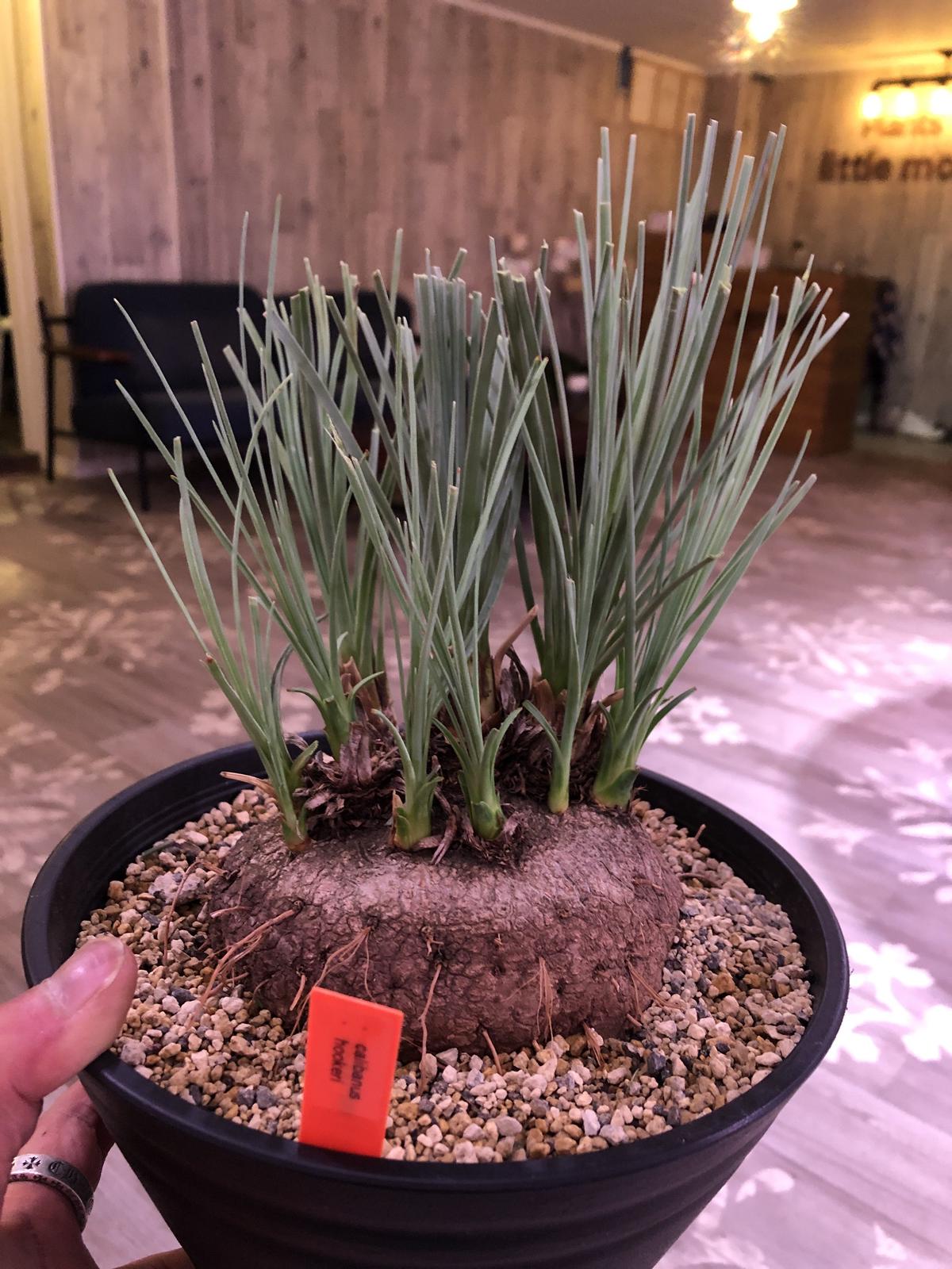 calibanus hookeri《L size》希少・極美株 | plants holi...