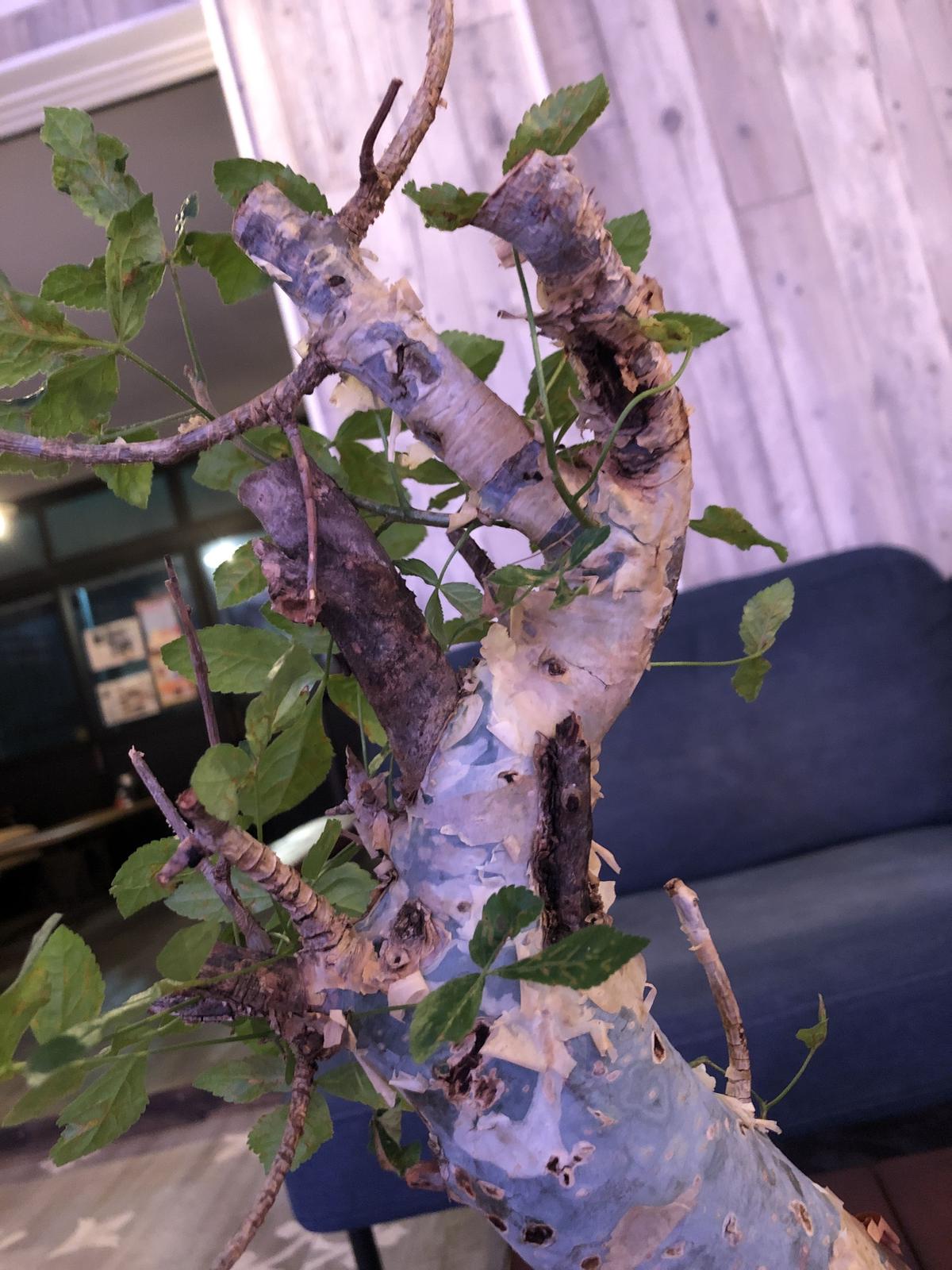 commiphora africana《L size》※mad black pot植え vi...