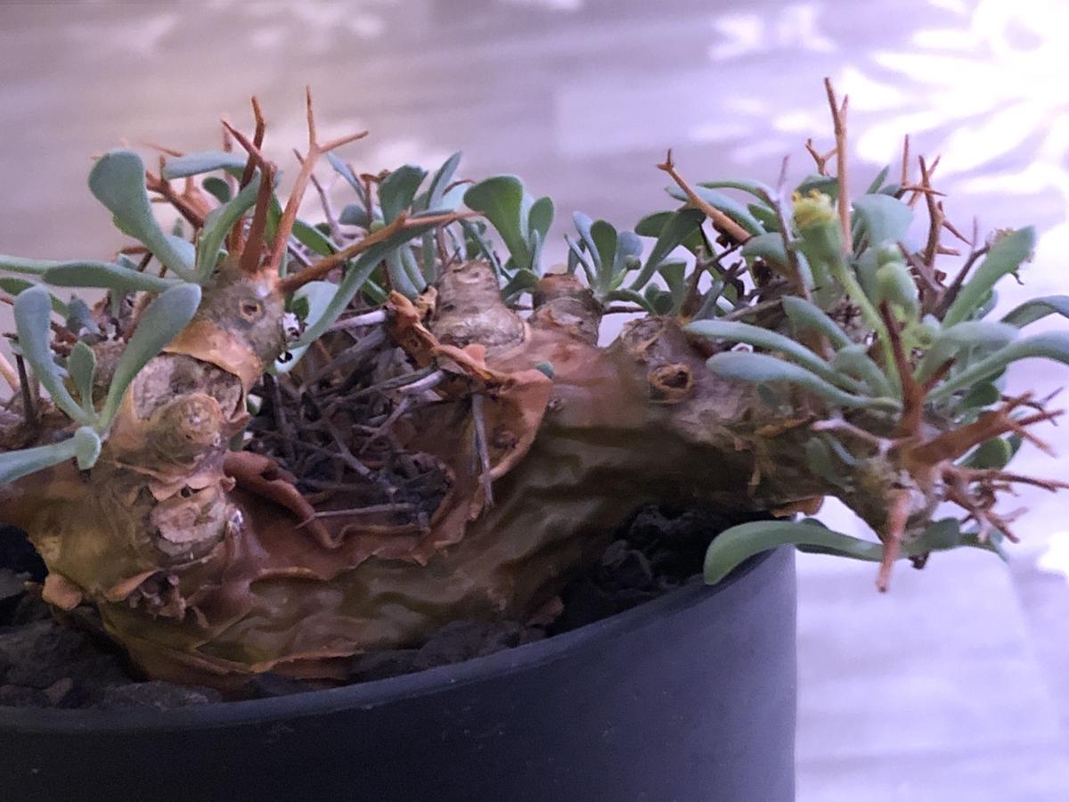 othonna euphorbioides《M size》大変良い枝ぶり株 | plan...