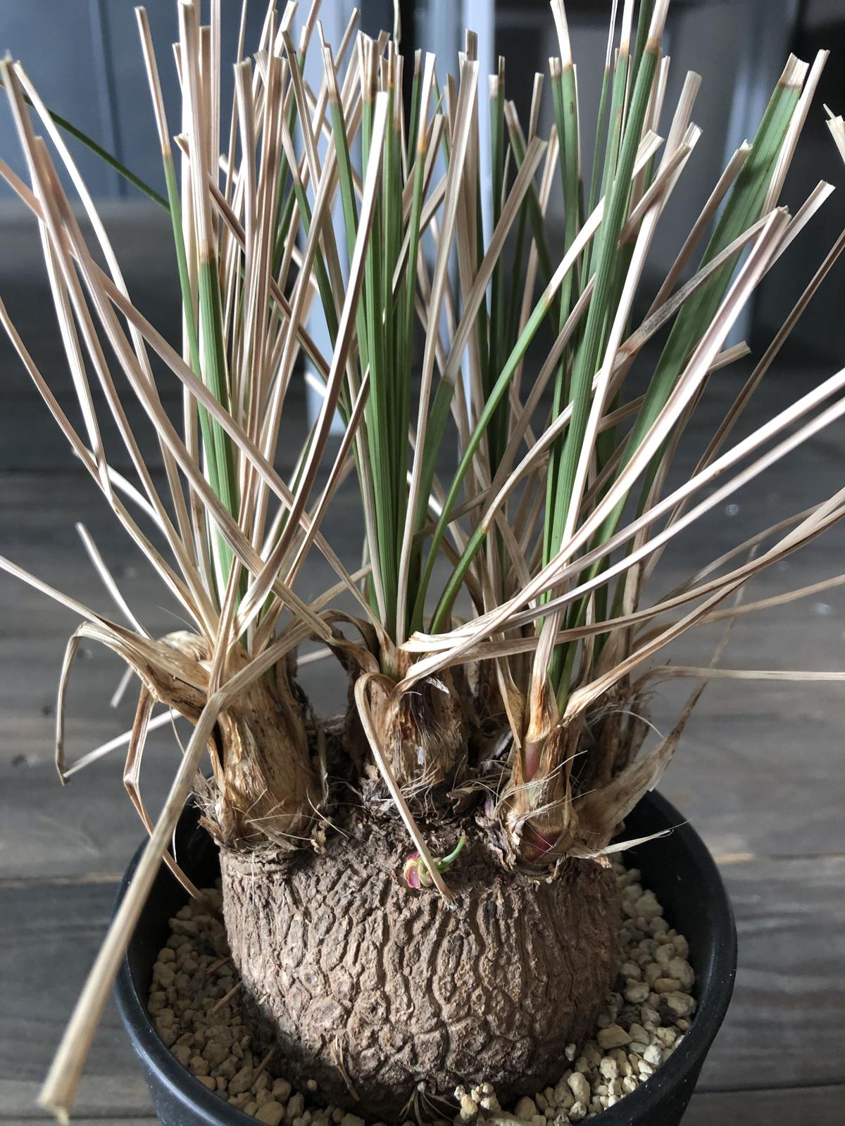 calibanus hookeri《M size》 | plants holic ...