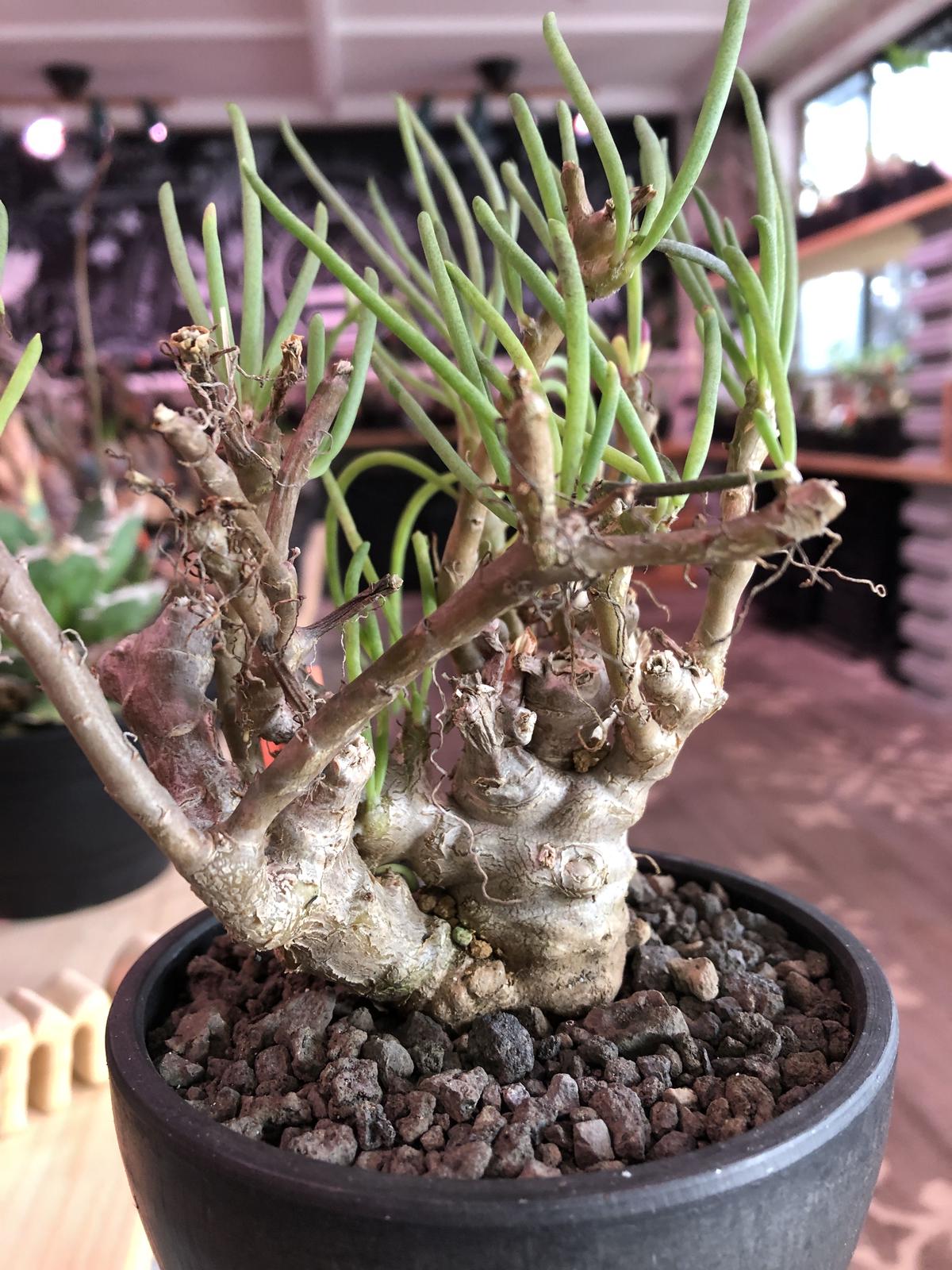 othonna protecta《L size》※現地球発根済株※今後輸入が厳しく流通少ない美...