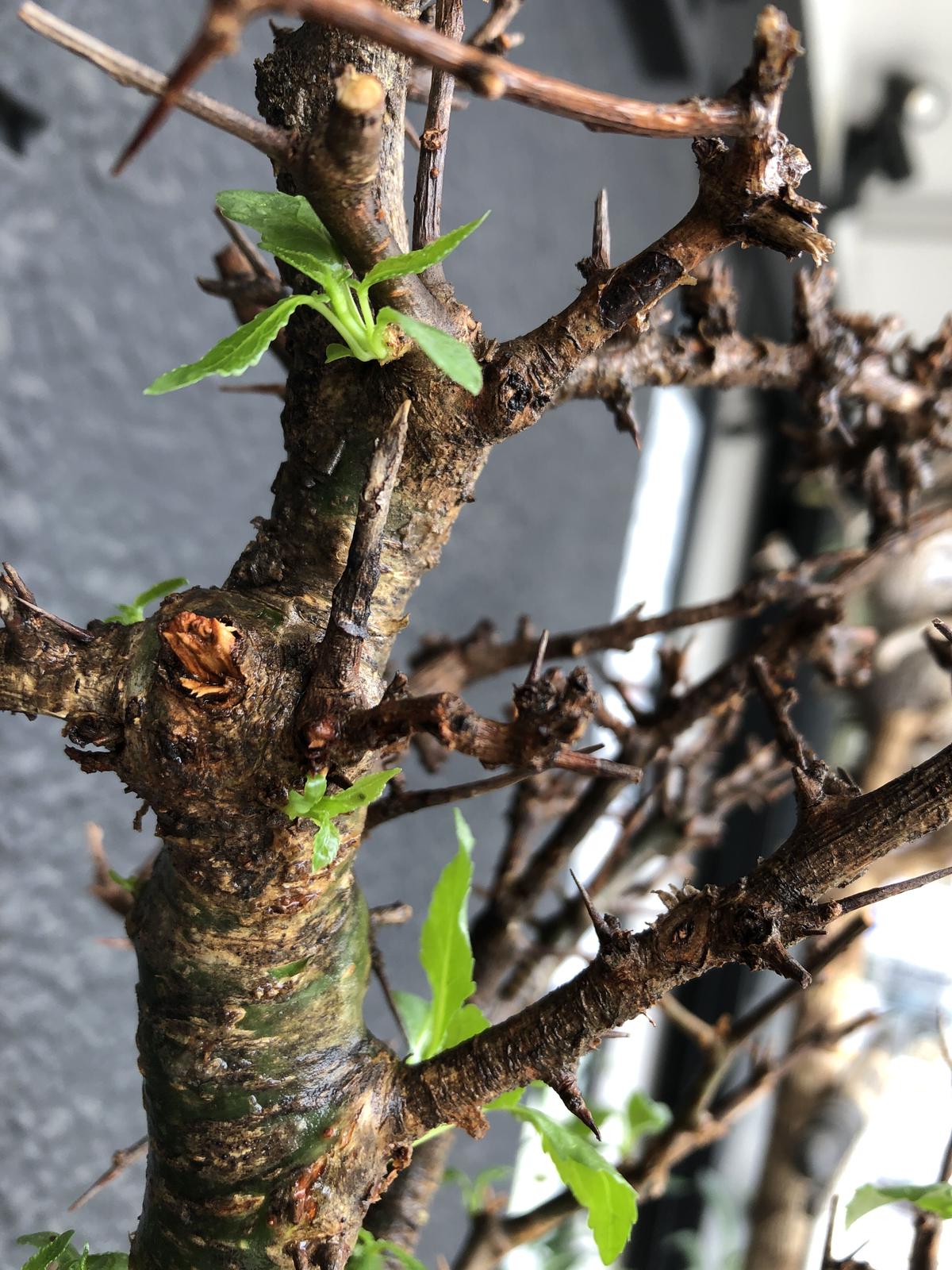 commiphora eminii《L size》※現地球発根後店主国内管理3年株※渋く大変...